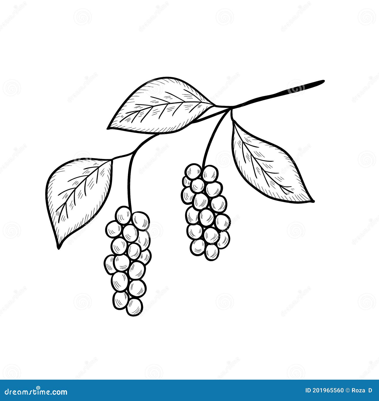 Adaptogen Herbs. Hand Drawn Set Of Medicinal Plants Cartoon Vector ... Adaptogen Herbs. Hand Drawn Set Of Medicinal Plants Cartoon Vector ...