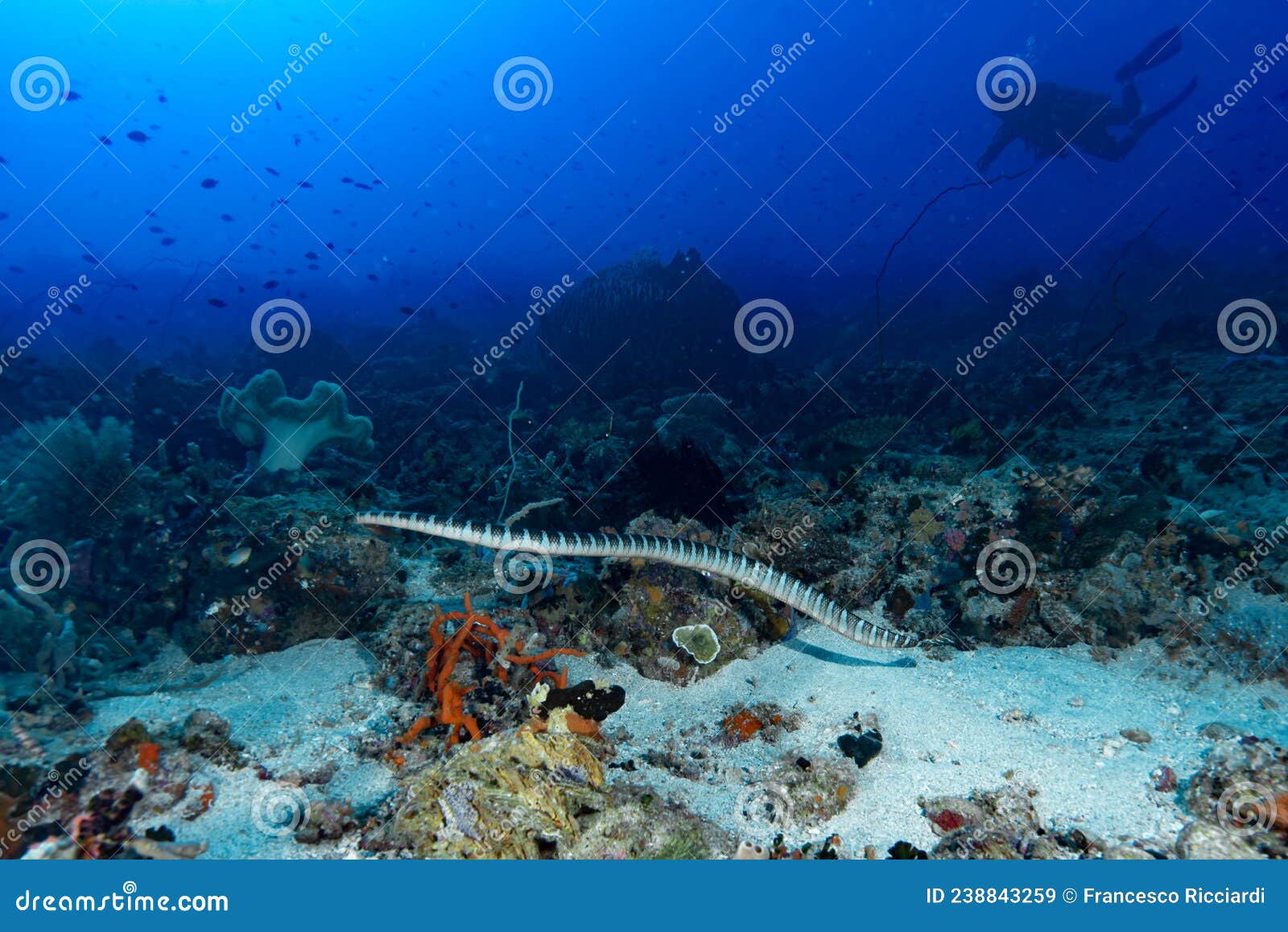 Chinese Sea Krait stock image. Image of laticauda, snake - 238843259