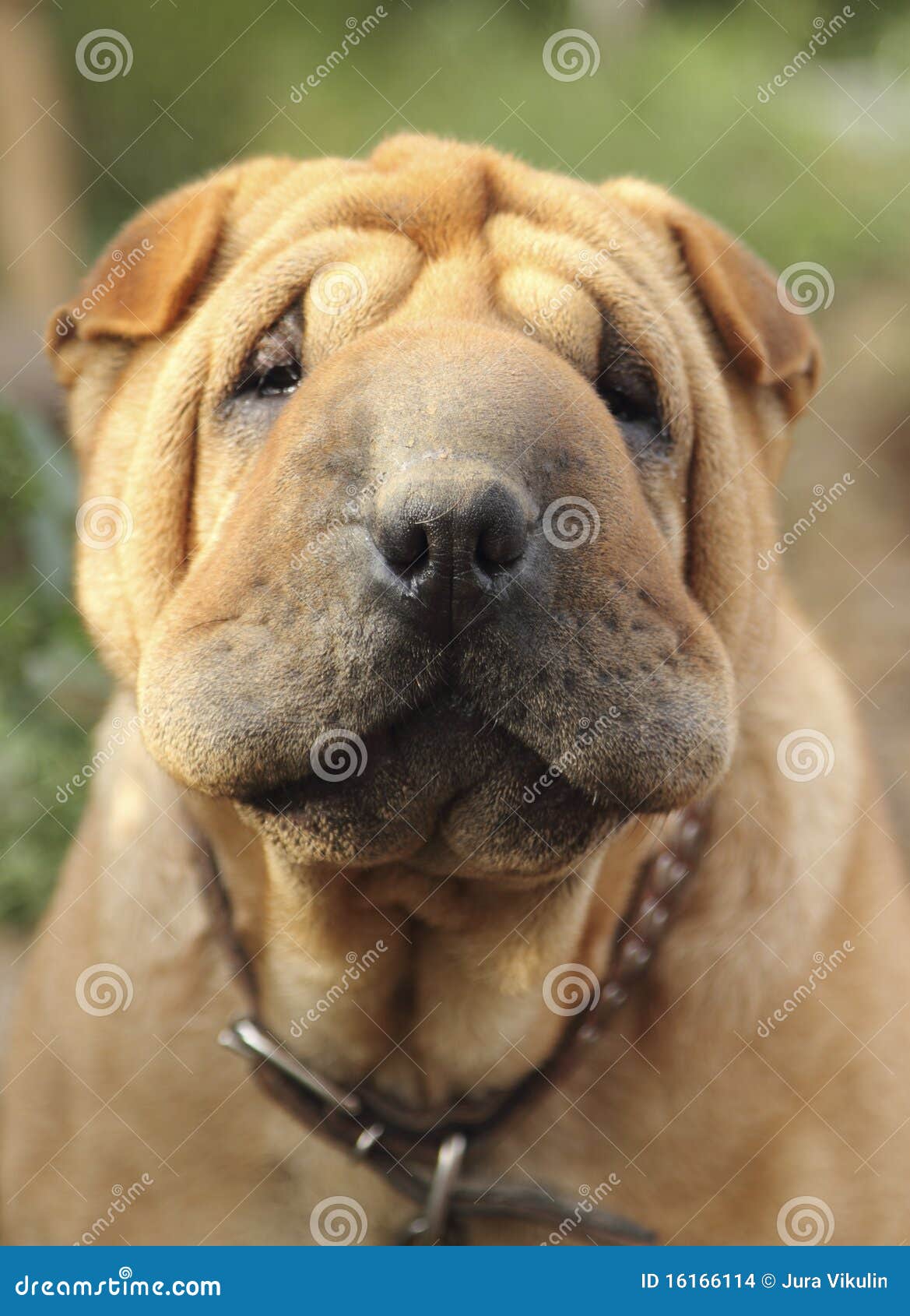 Chinese Shar-Pei stock photo. Image of guard, chinese - 16166114