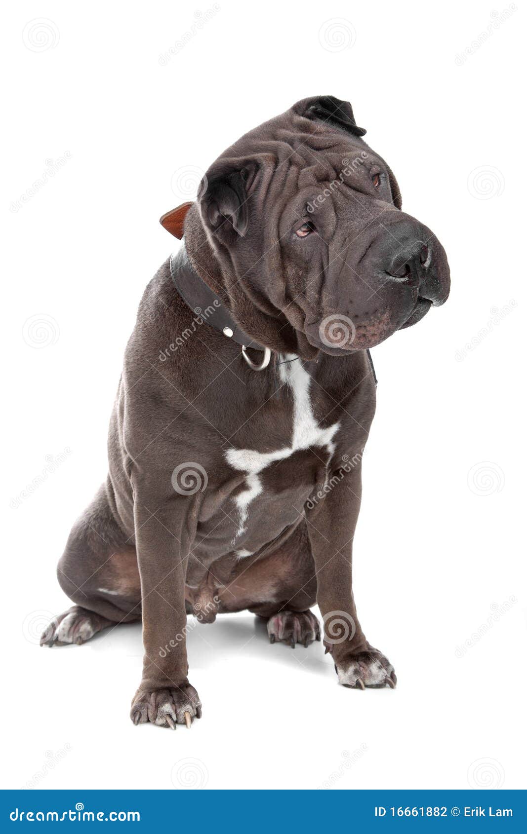Chinese Pitbull