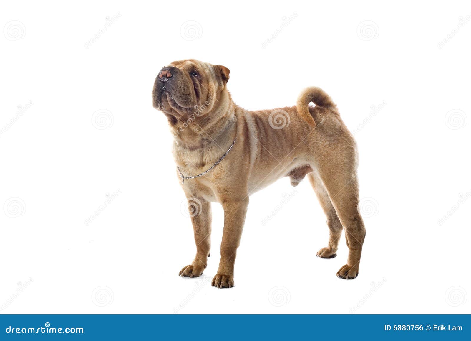 Chinese Shar Pei dog stock photo. Image of stands, domestic - 6880756