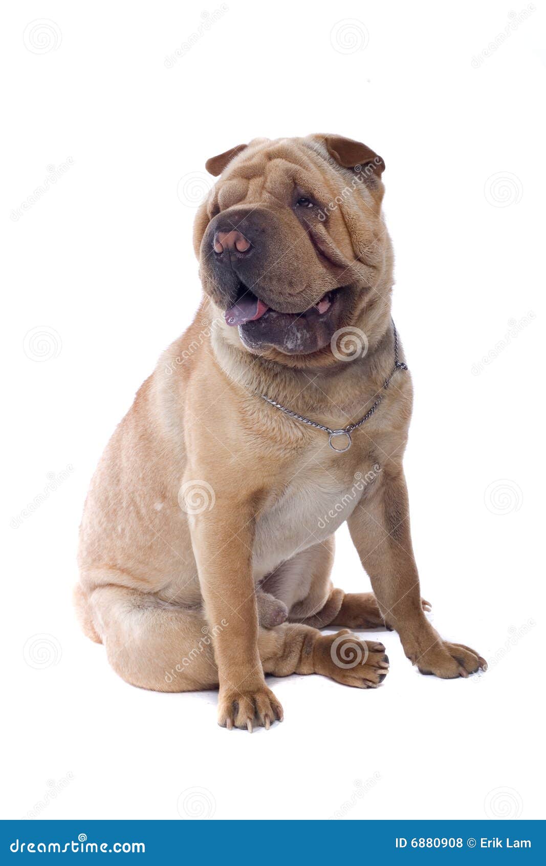 Chinese Shar Pei dog stock photo. Image of shar, details - 6880908