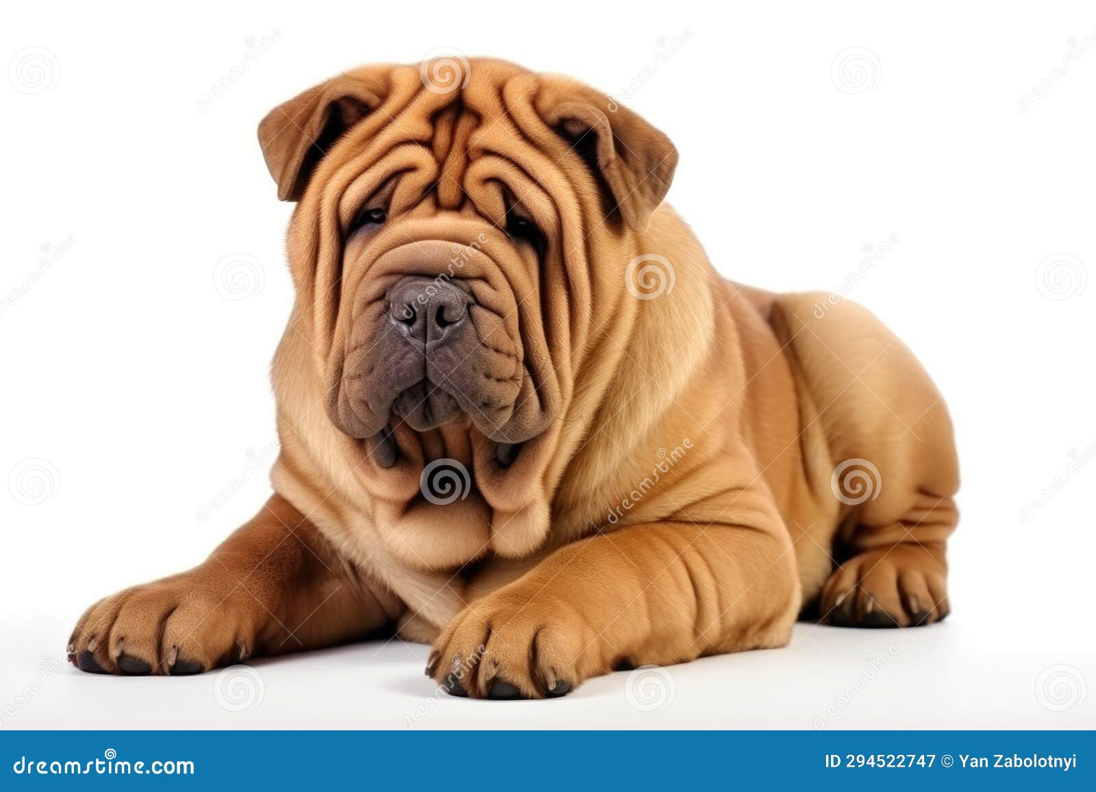 Chinese Shar Pei Dog Sitting on a White Background Stock Illustration ...
