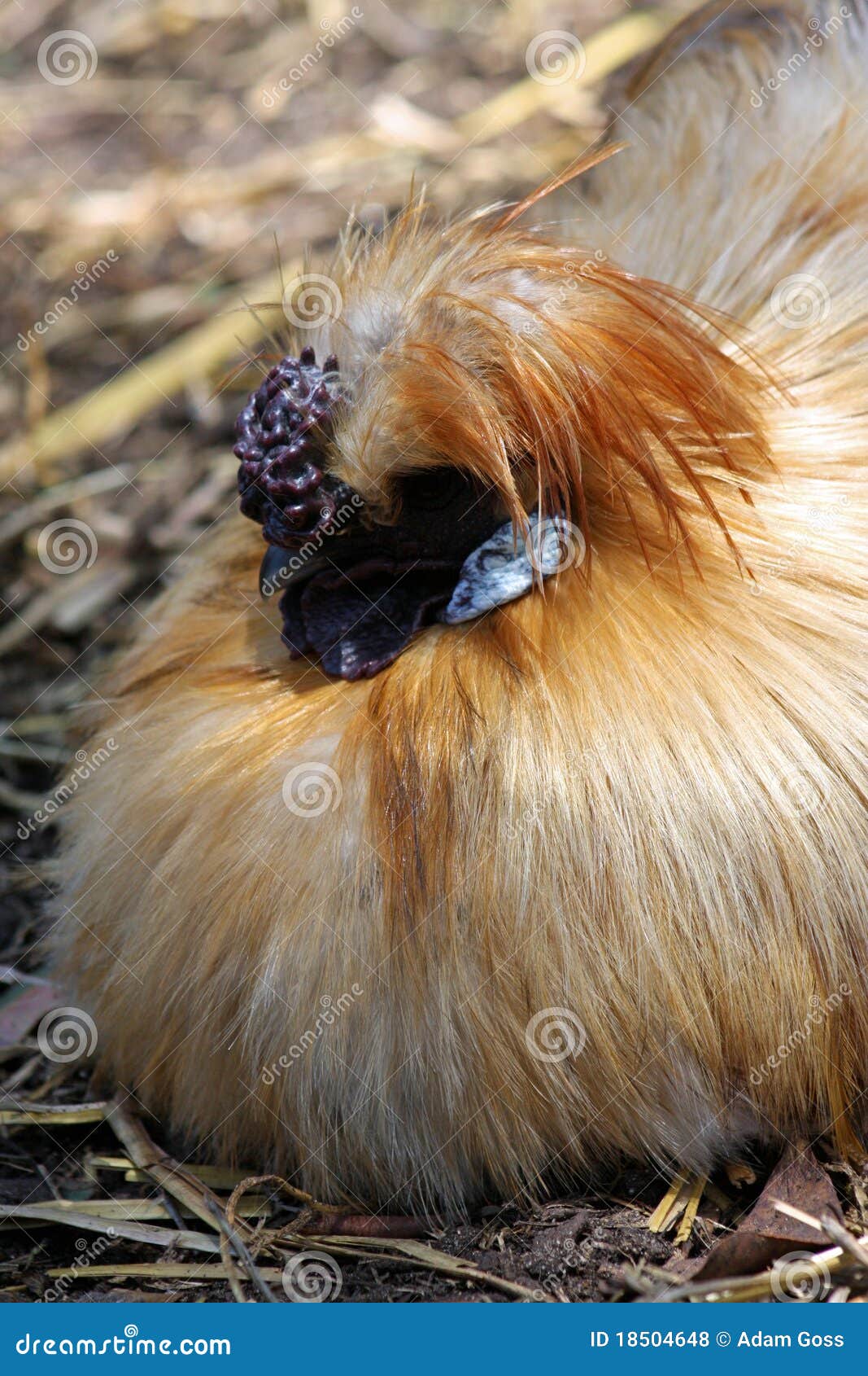 Chinese Silkie Baby Chicken With Open Beak Isolated On White Background ...