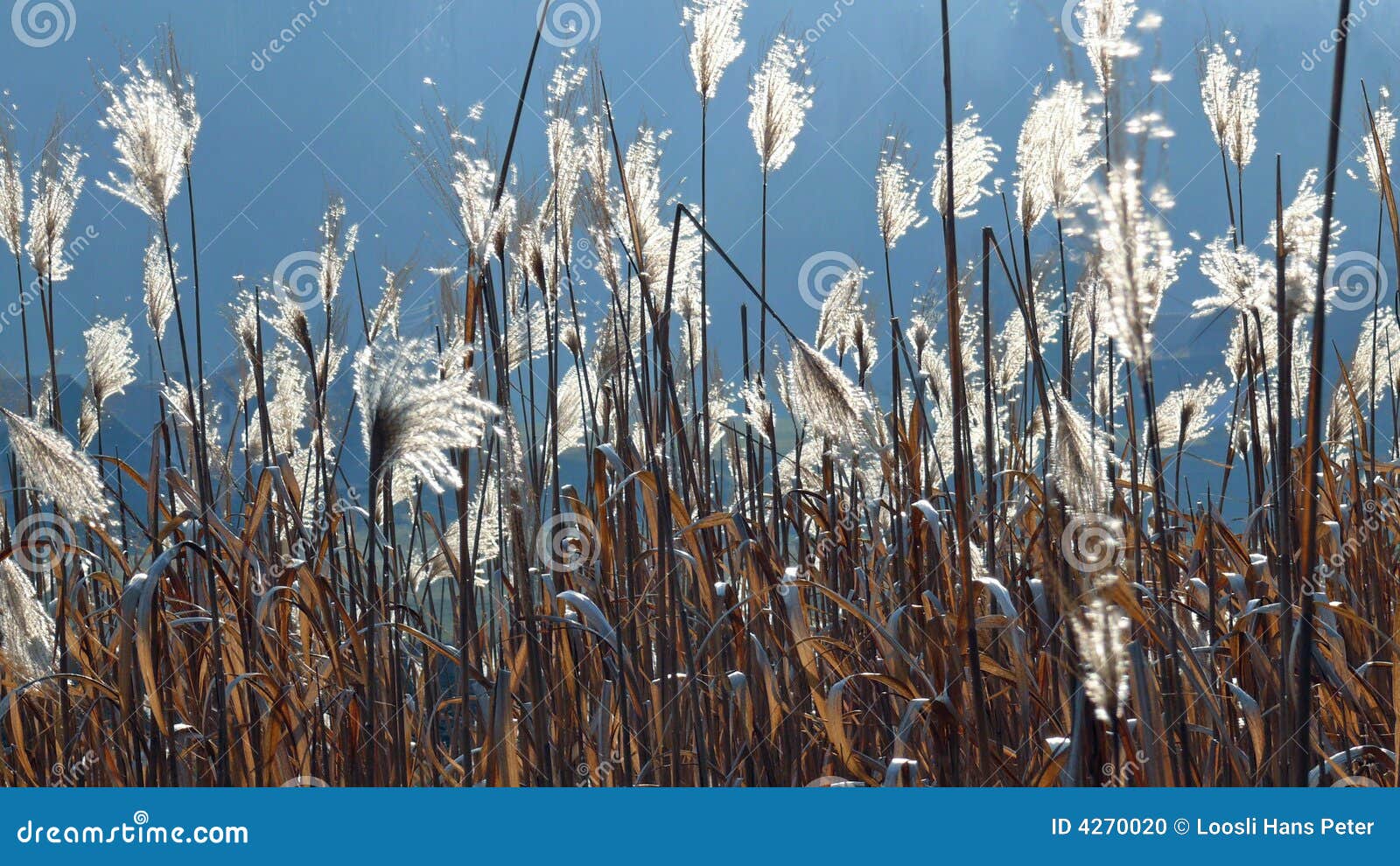 Chinese silver grass stock photo. Image of backlight, chinese - 4270020
