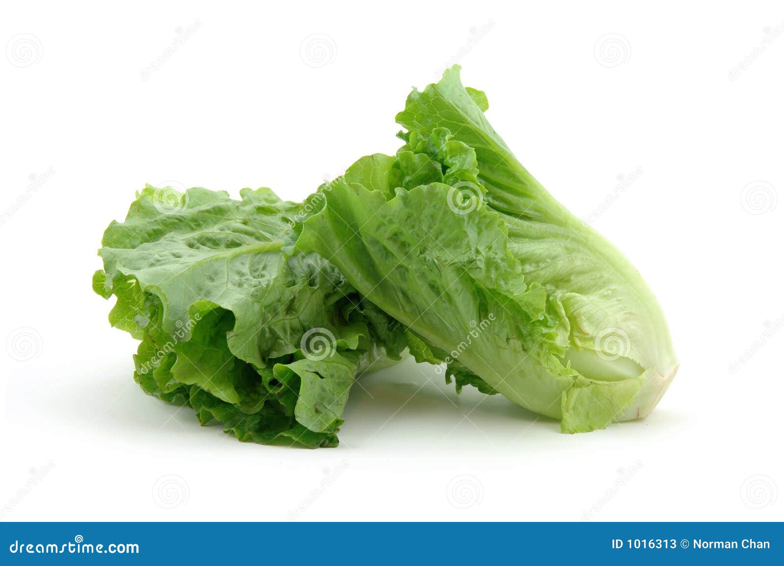 Chinese sla stock afbeelding. Image of groen, gezond, geïsoleerd - 1016313