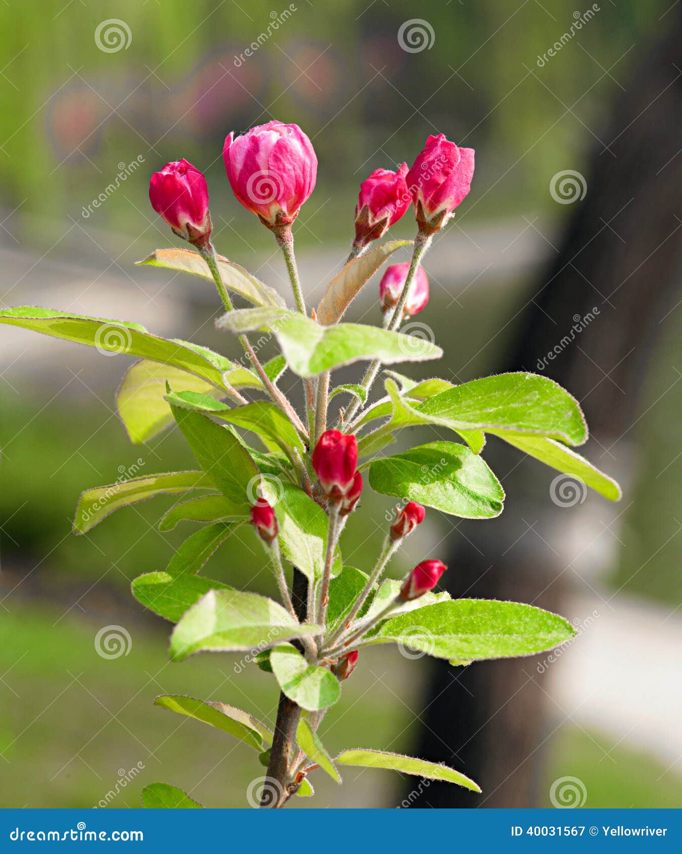 Chinese small apple flower stock image. Image of garden - 40031567