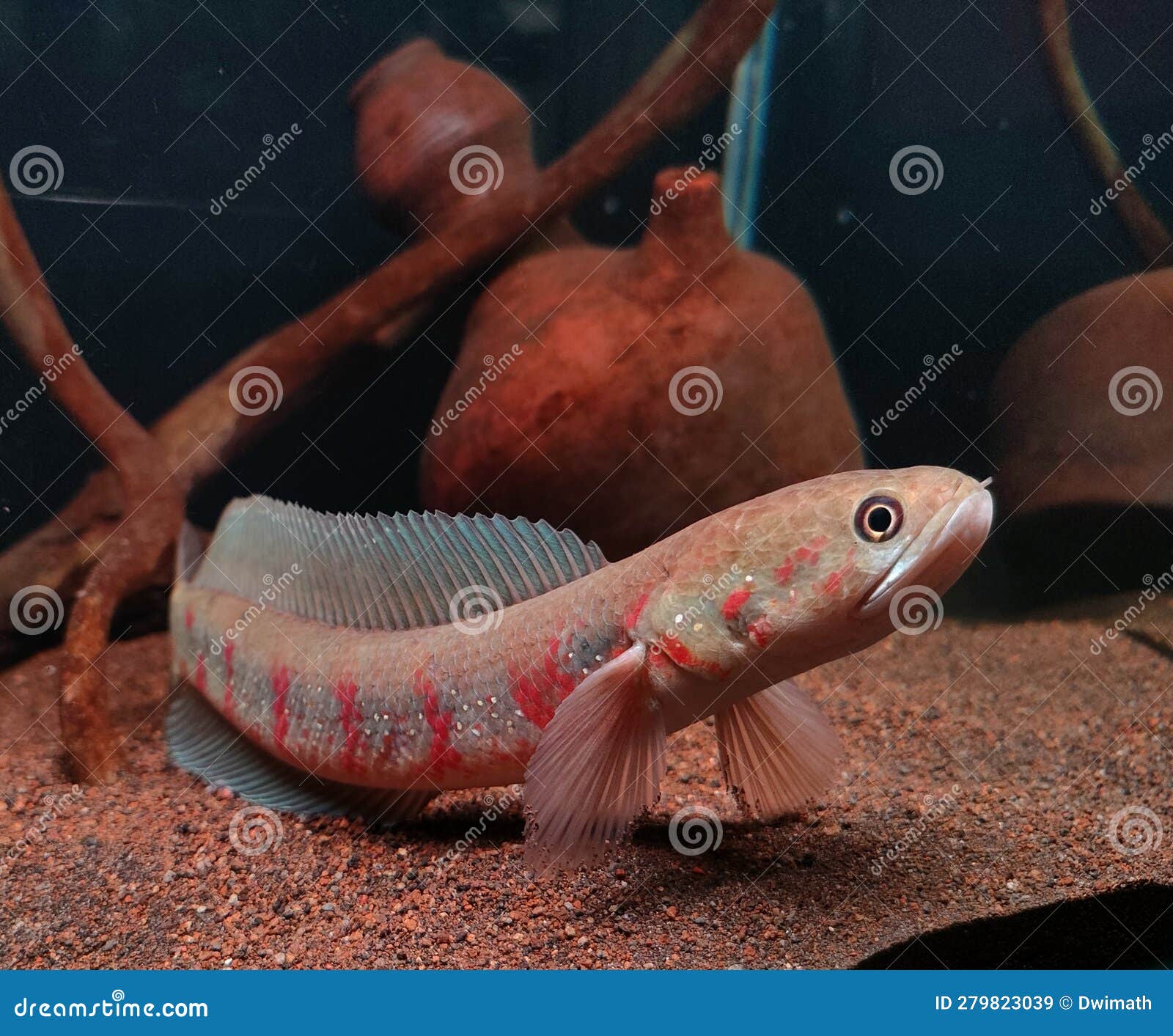Chinese snakehead fish stock image. Image of snakehead - 279823039