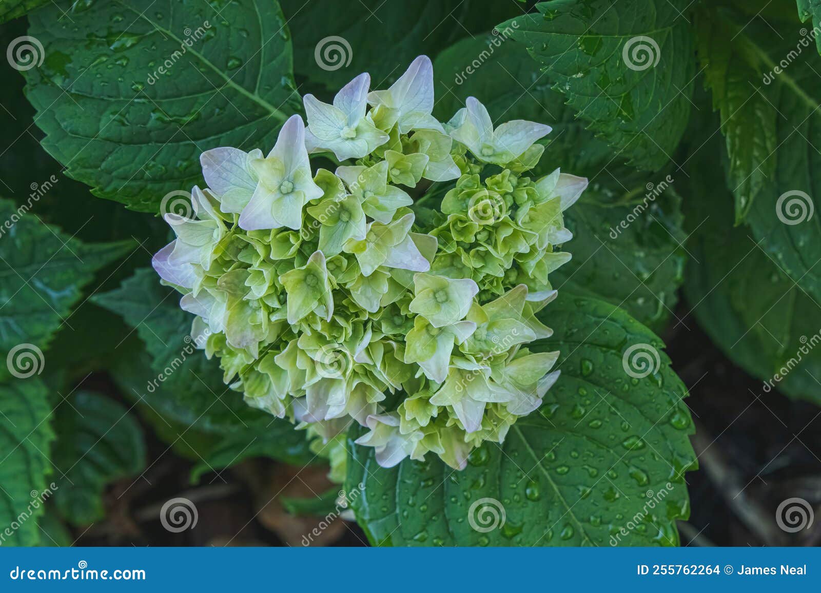 Chinese Snowball Hydrangea Covered with Water Drops Stock Photo - Image ...