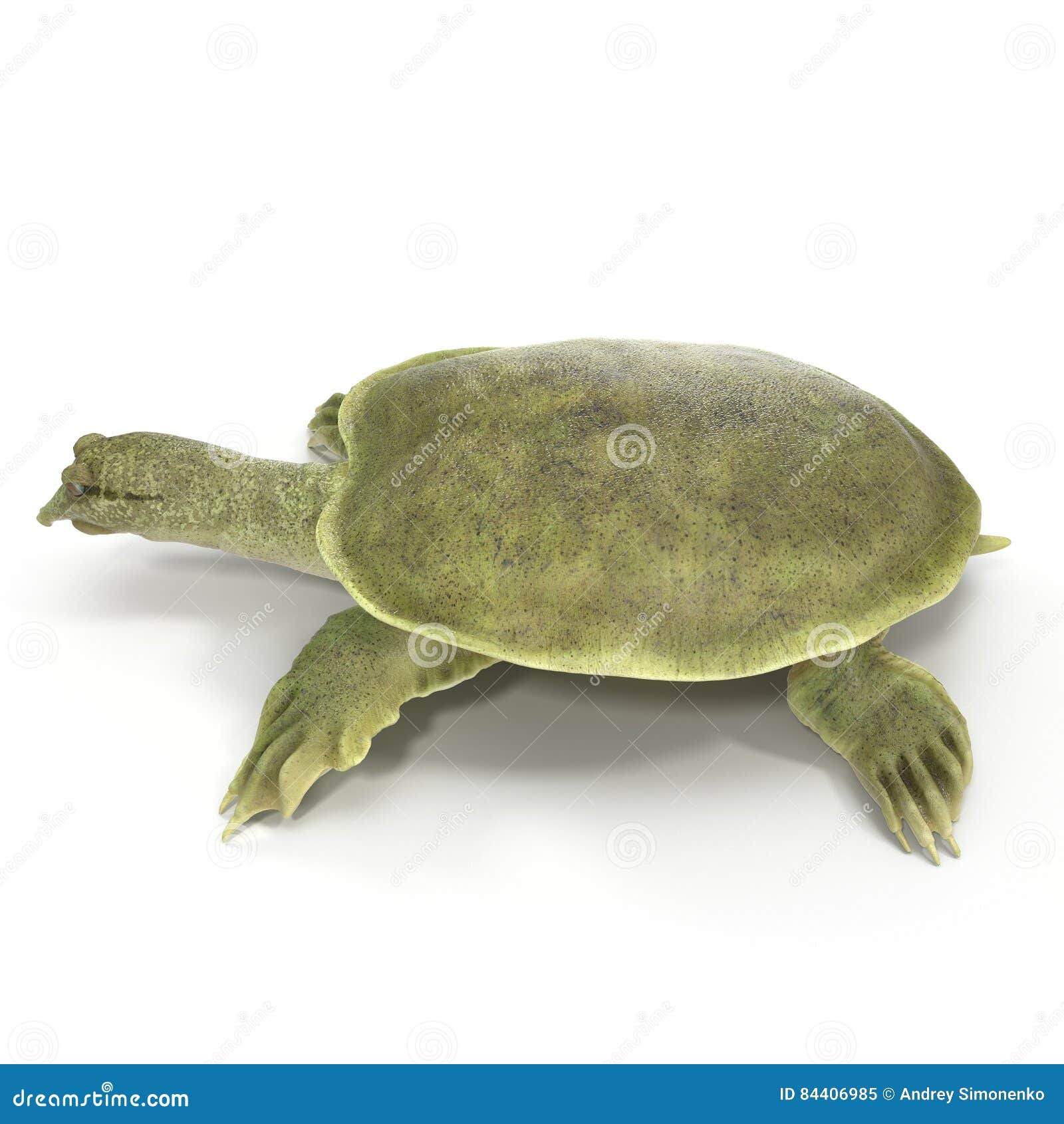 Turtle On White Background. Seaturtle Cartoon Vector | CartoonDealer ...