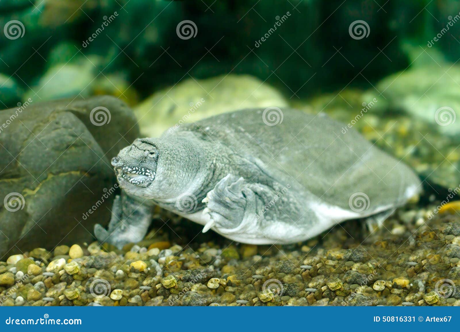 Chinese softshell turtle stock image. Image of nature - 50816331