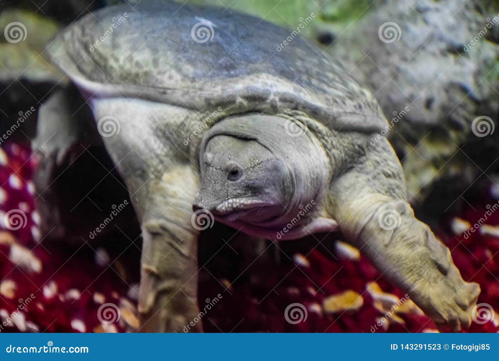 Chinese softshell turtle stock image. Image of nose - 143291523