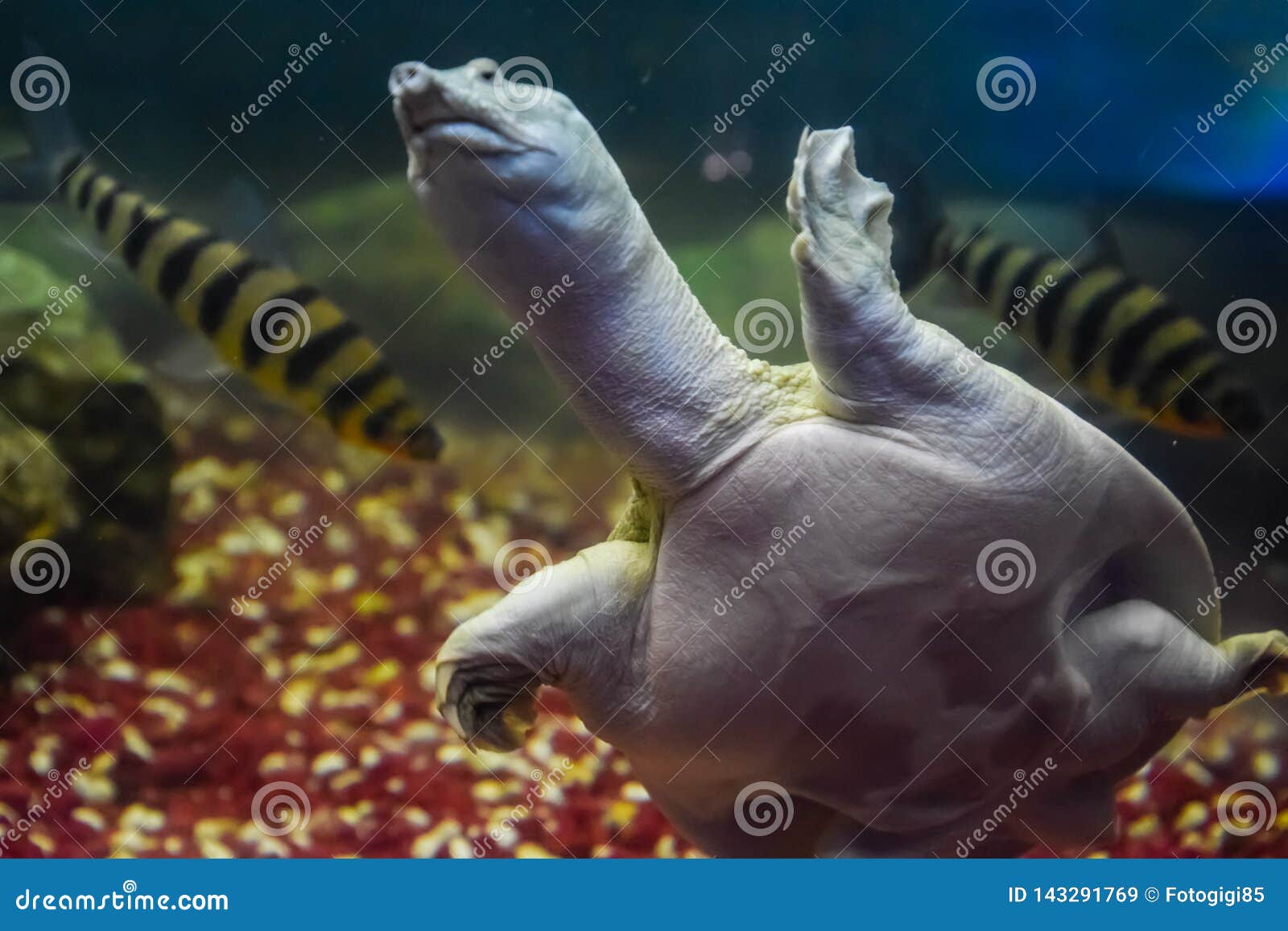 Chinese softshell turtle stock image. Image of fauna - 143291769