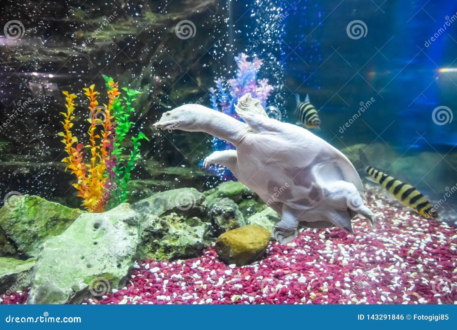 Chinese softshell turtle stock photo. Image of macro - 143291846