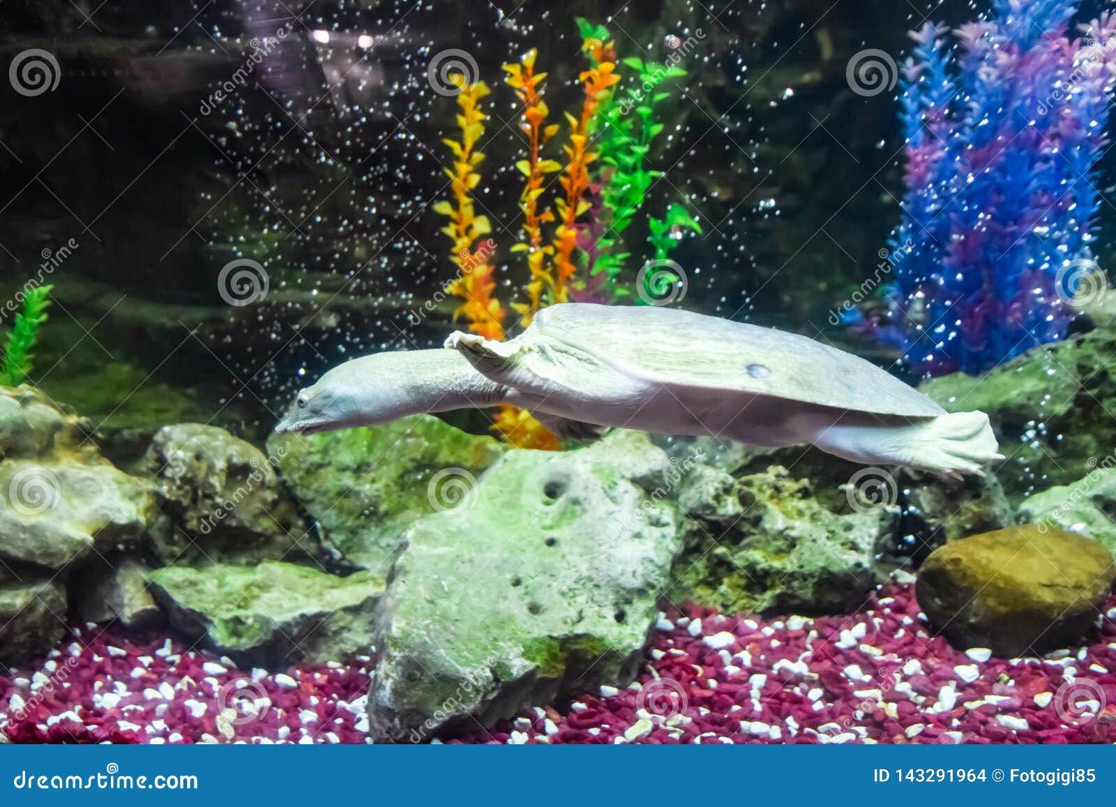 Chinese softshell turtle stock photo. Image of flabby - 143291964