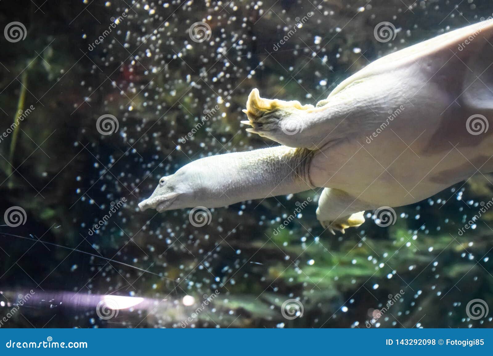 Chinese softshell turtle stock photo. Image of aquarium - 143292098