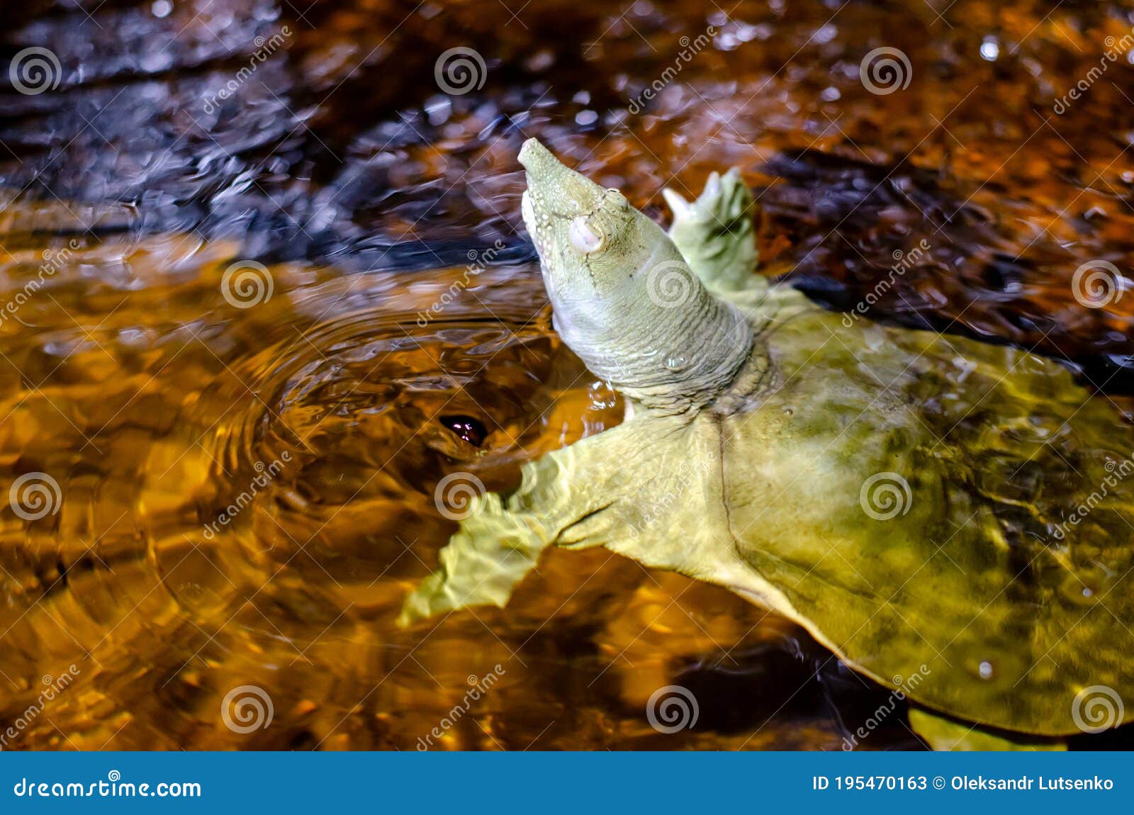 The Chinese Softshell Turtle Pelodiscus Sinensis Stock Image - Image of ...