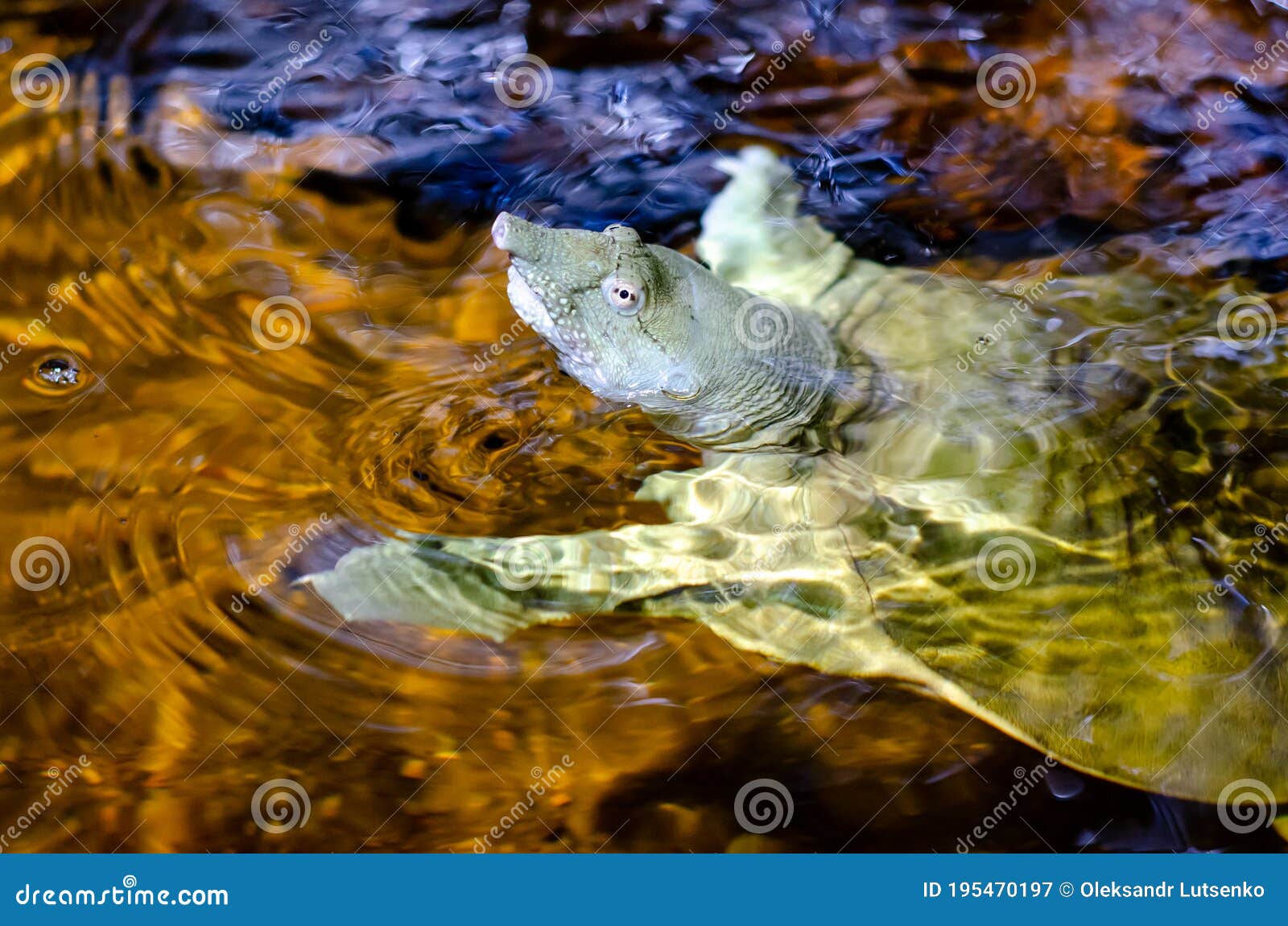 The Chinese Softshell Turtle Pelodiscus Sinensis Stock Image - Image of ...