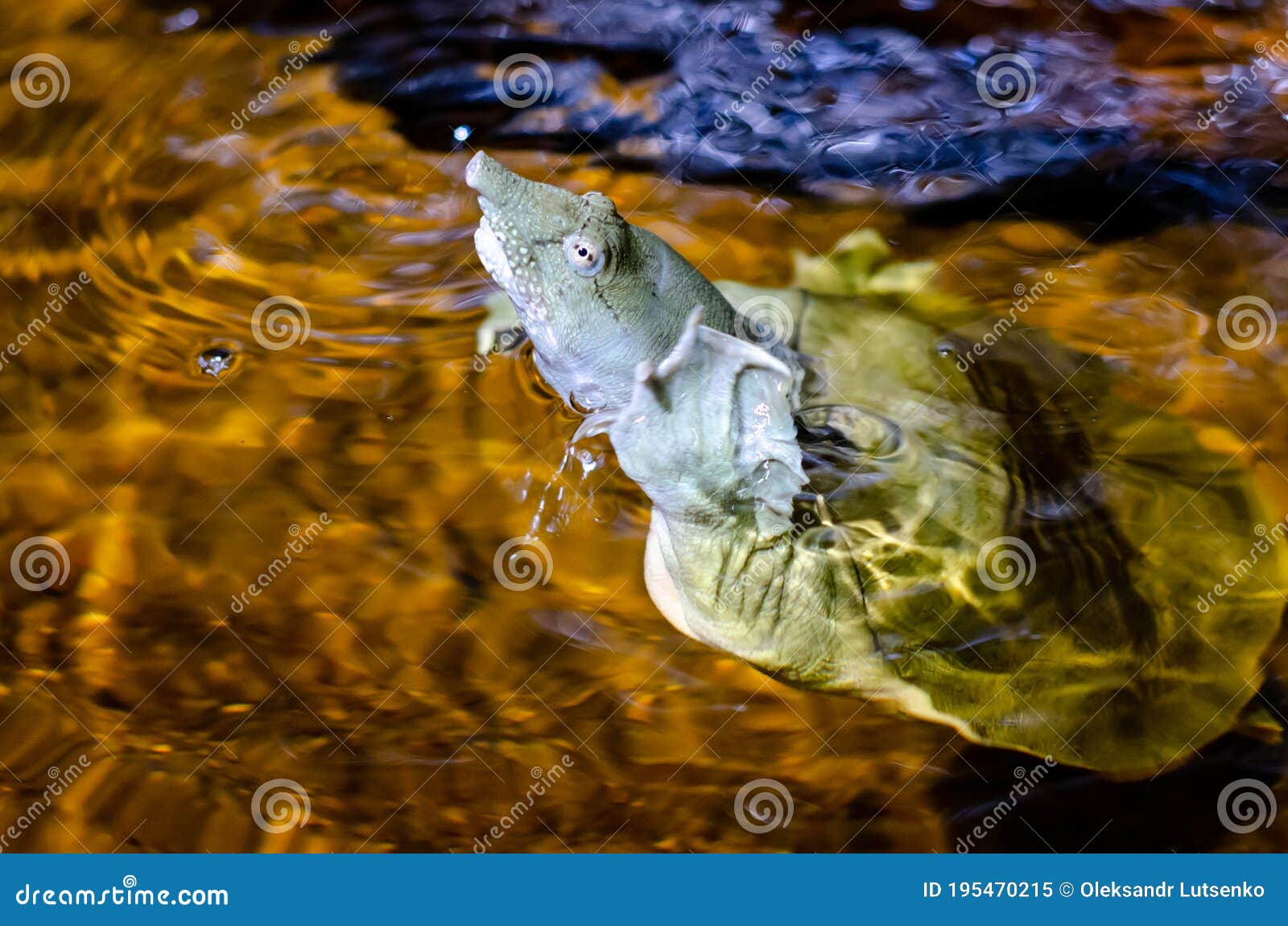 The Chinese Softshell Turtle Pelodiscus Sinensis Stock Image - Image of ...