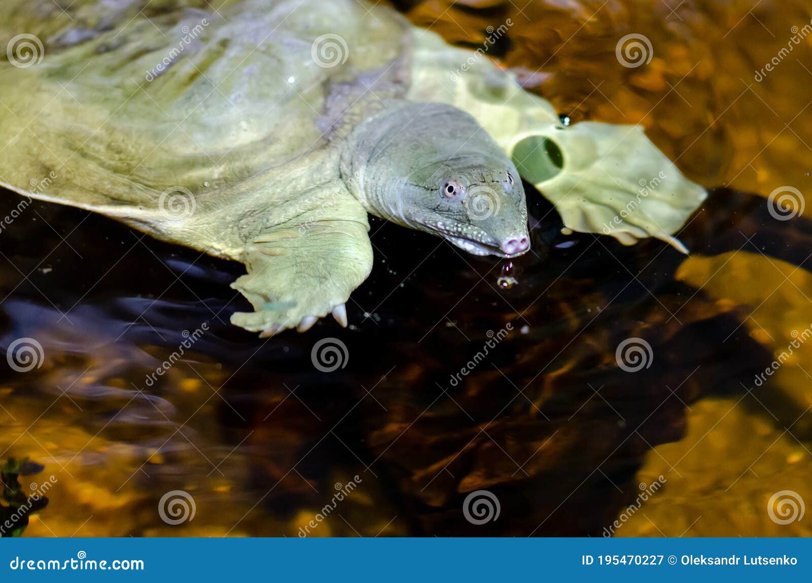 The Chinese Softshell Turtle Pelodiscus Sinensis Stock Image - Image of ...