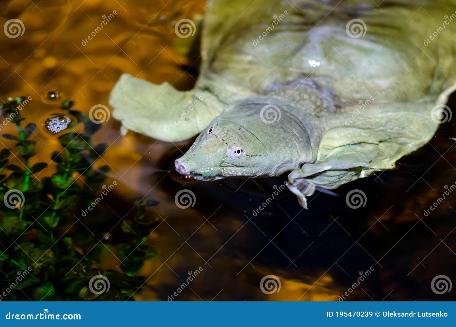 The Chinese Softshell Turtle Pelodiscus Sinensis Stock Image - Image of ...