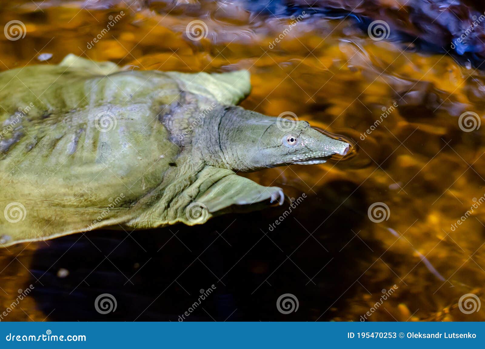 The Chinese Softshell Turtle Pelodiscus Sinensis Stock Image - Image of ...
