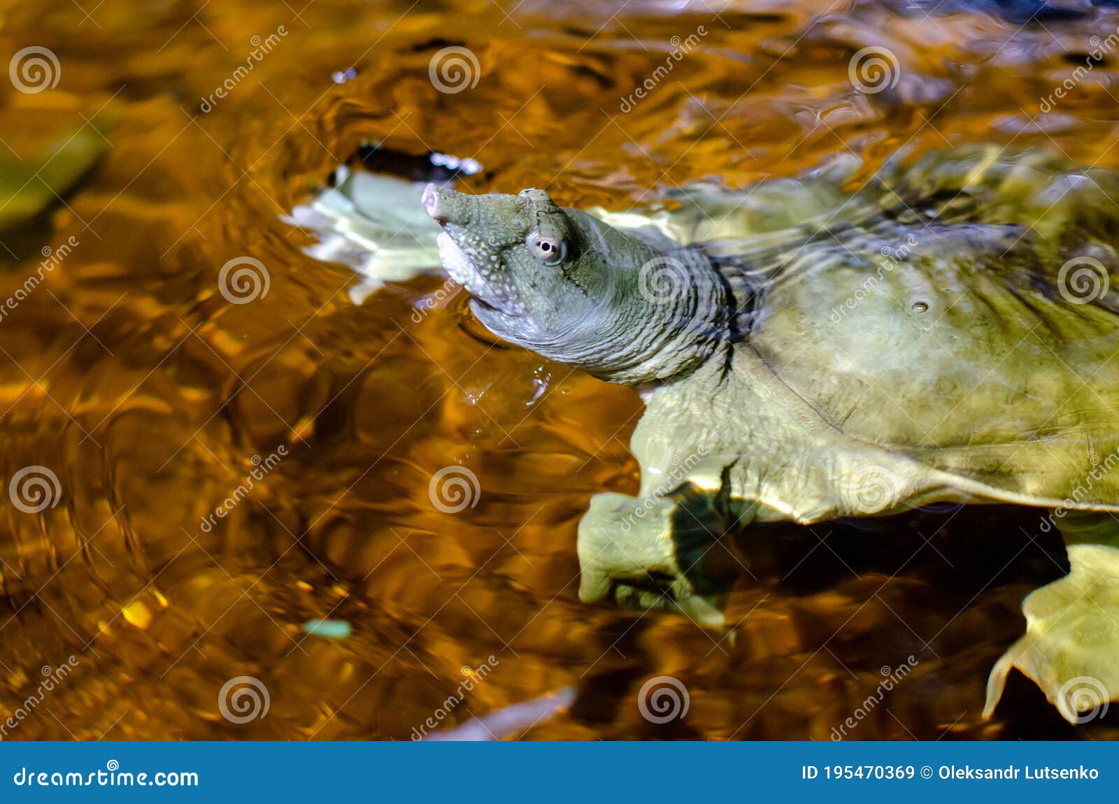 The Chinese Softshell Turtle Pelodiscus Sinensis Stock Image - Image of ...