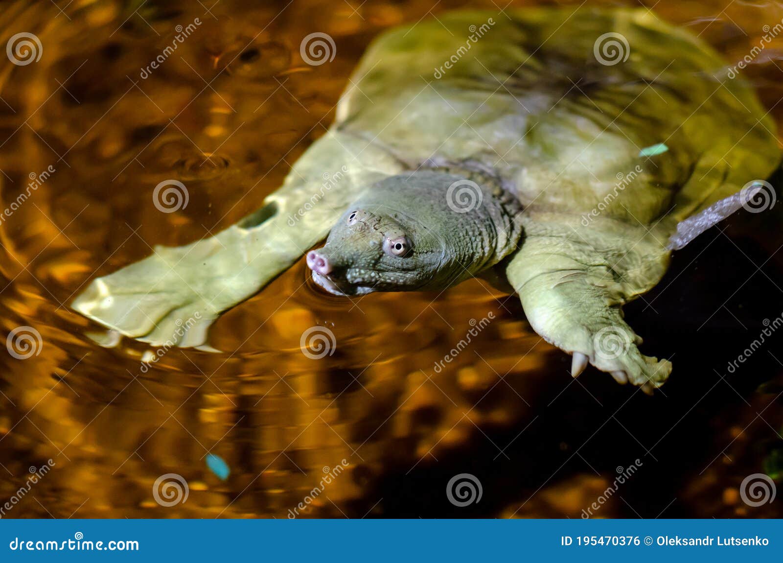 The Chinese Softshell Turtle Pelodiscus Sinensis Stock Photo - Image of ...