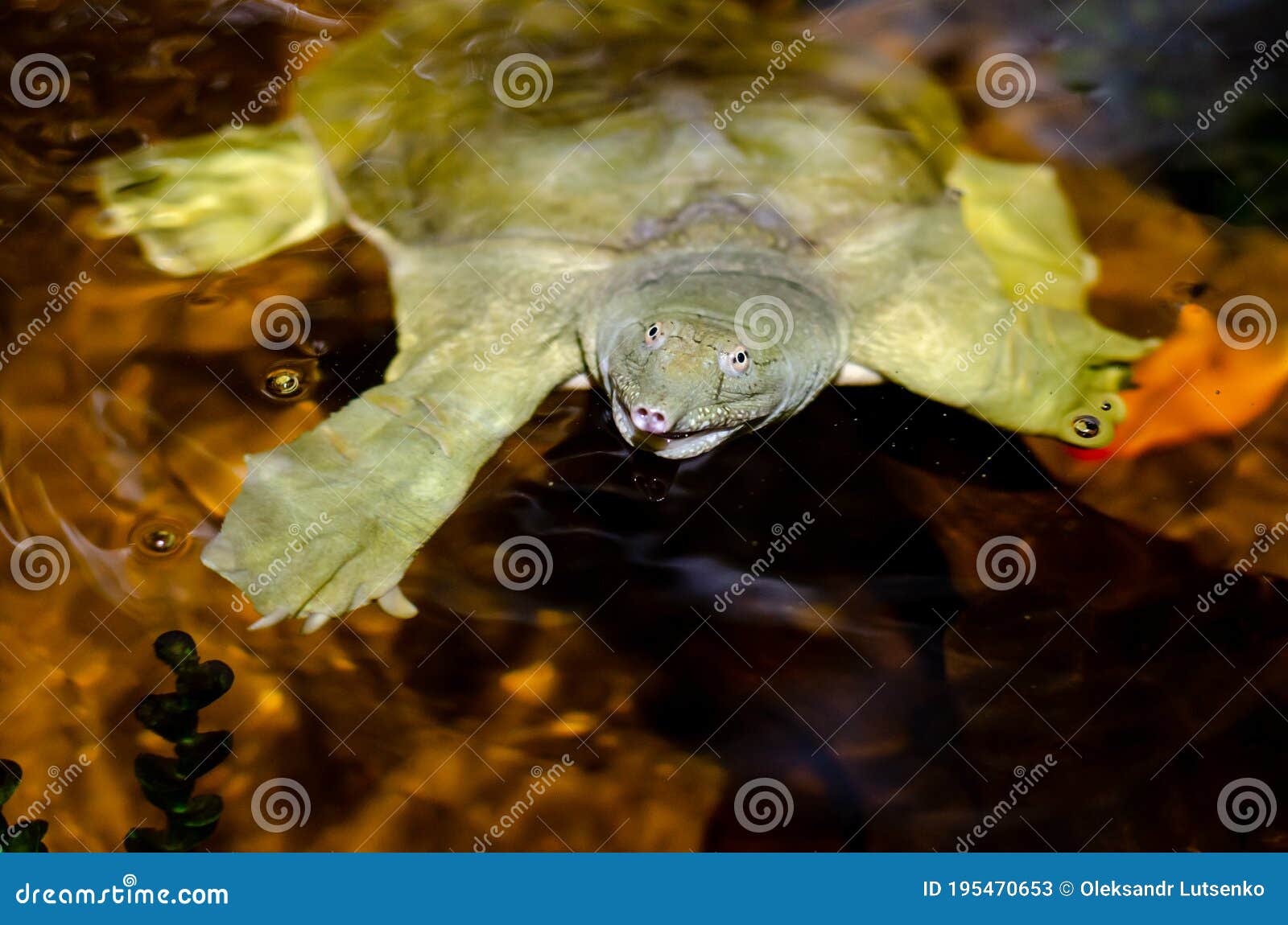 The Chinese Softshell Turtle Pelodiscus Sinensis Stock Image - Image of ...