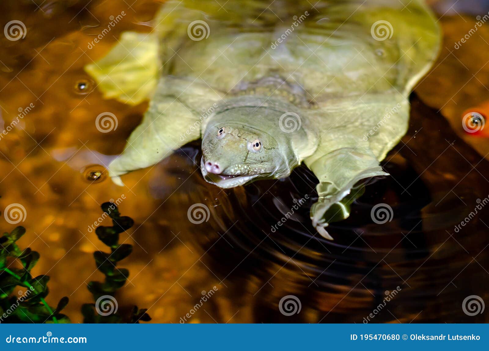 The Chinese Softshell Turtle Pelodiscus Sinensis Stock Photo - Image of ...