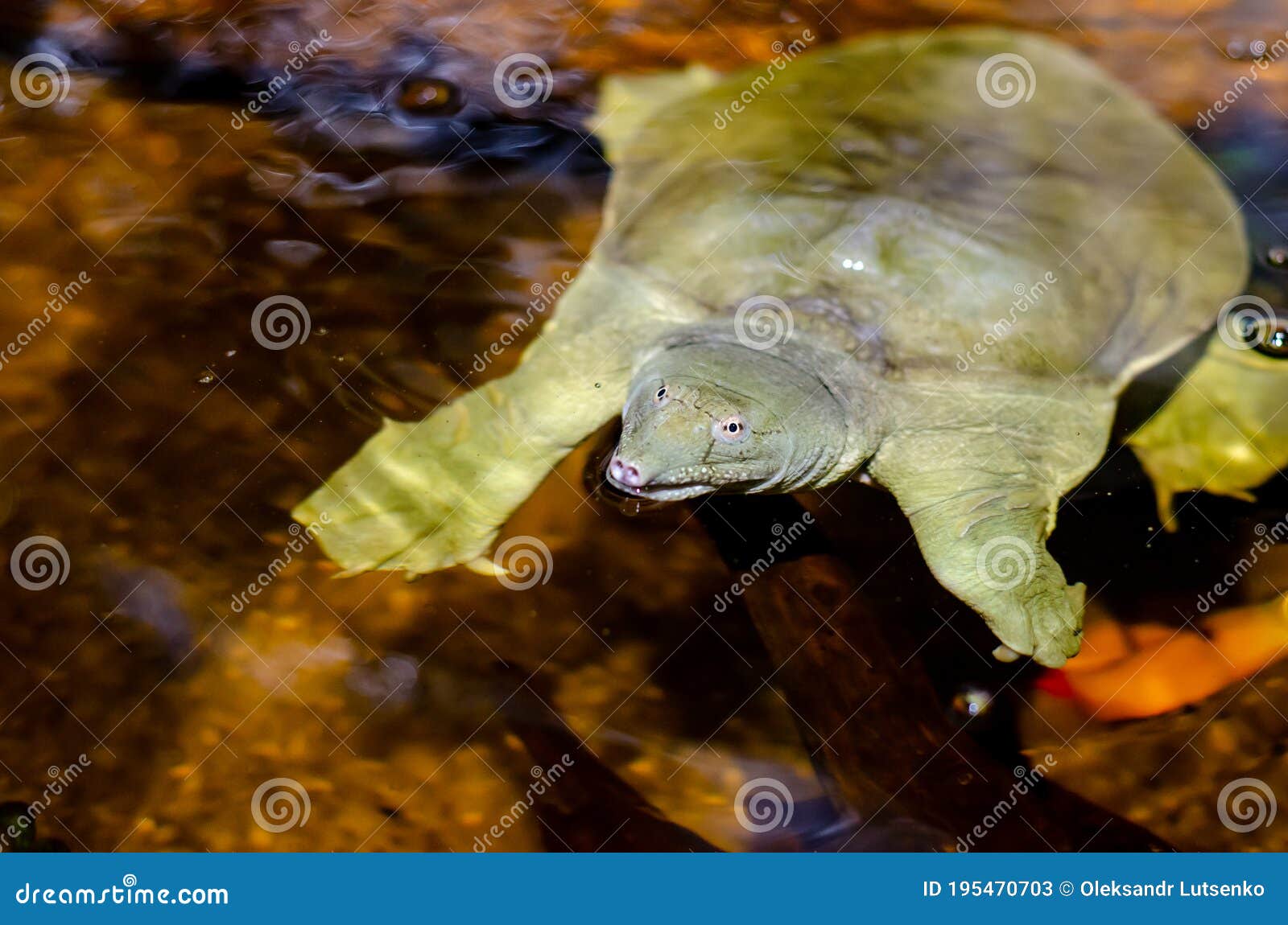 The Chinese Softshell Turtle Pelodiscus Sinensis Stock Image - Image of ...