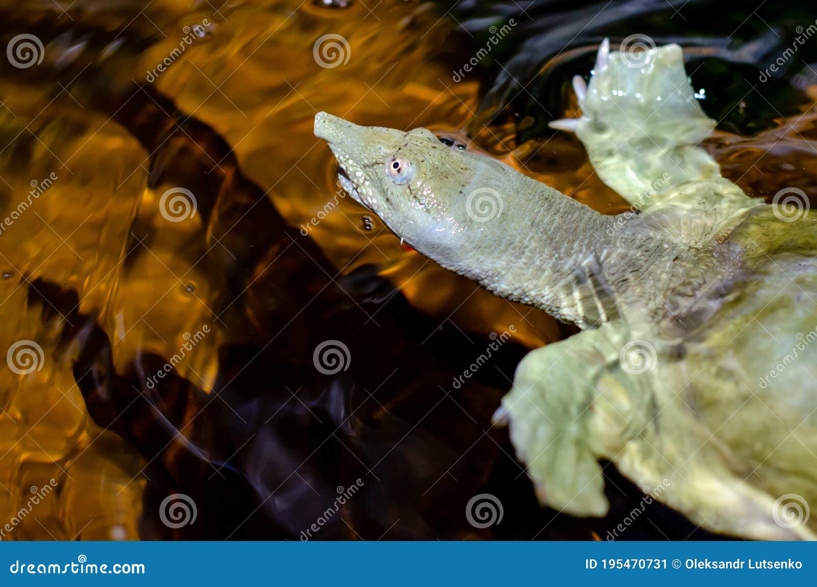 The Chinese Softshell Turtle Pelodiscus Sinensis Stock Image - Image of ...