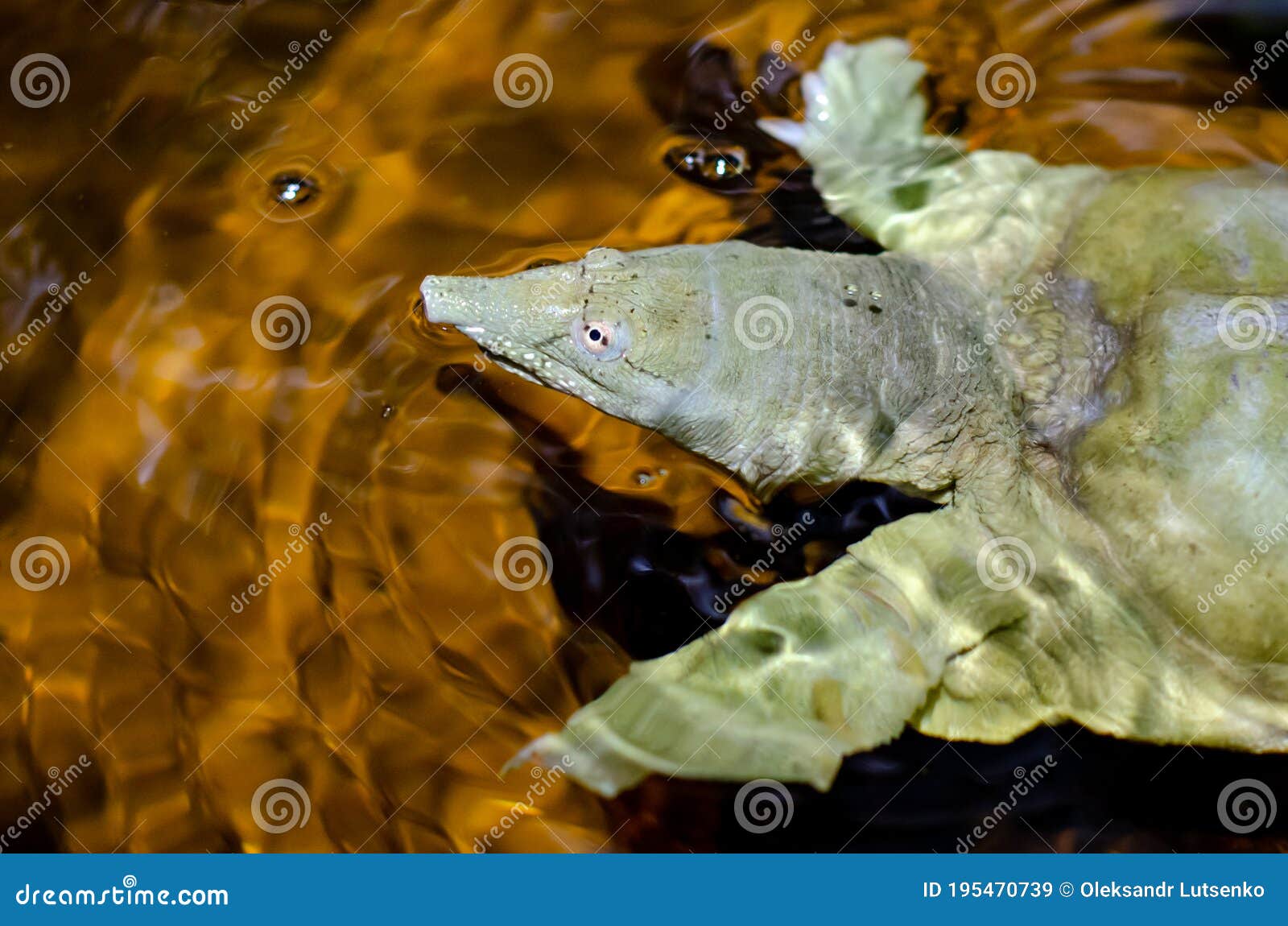 The Chinese Softshell Turtle Pelodiscus Sinensis Stock Image - Image of ...