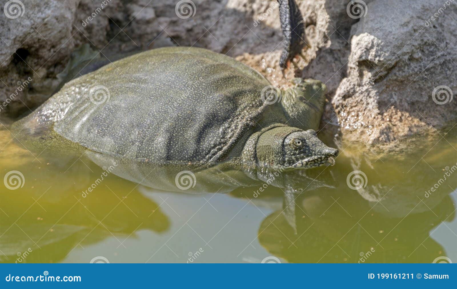 Chinese Softshell Turtle Pelodiscus Sinensis Stock Image - Image of ...