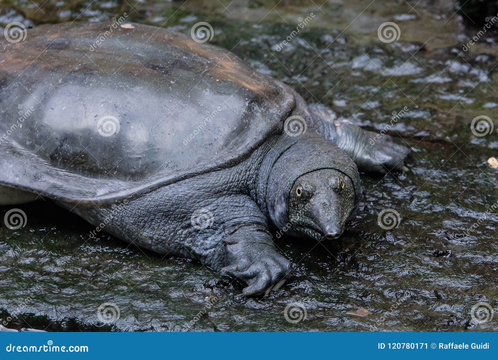 Weird softshell turtle stock image. Image of nature - 120780171