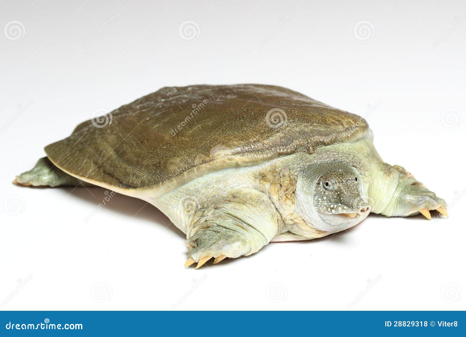 227 Chinese Softshell Turtle Pelodiscus Sinensis Photos - Free ...