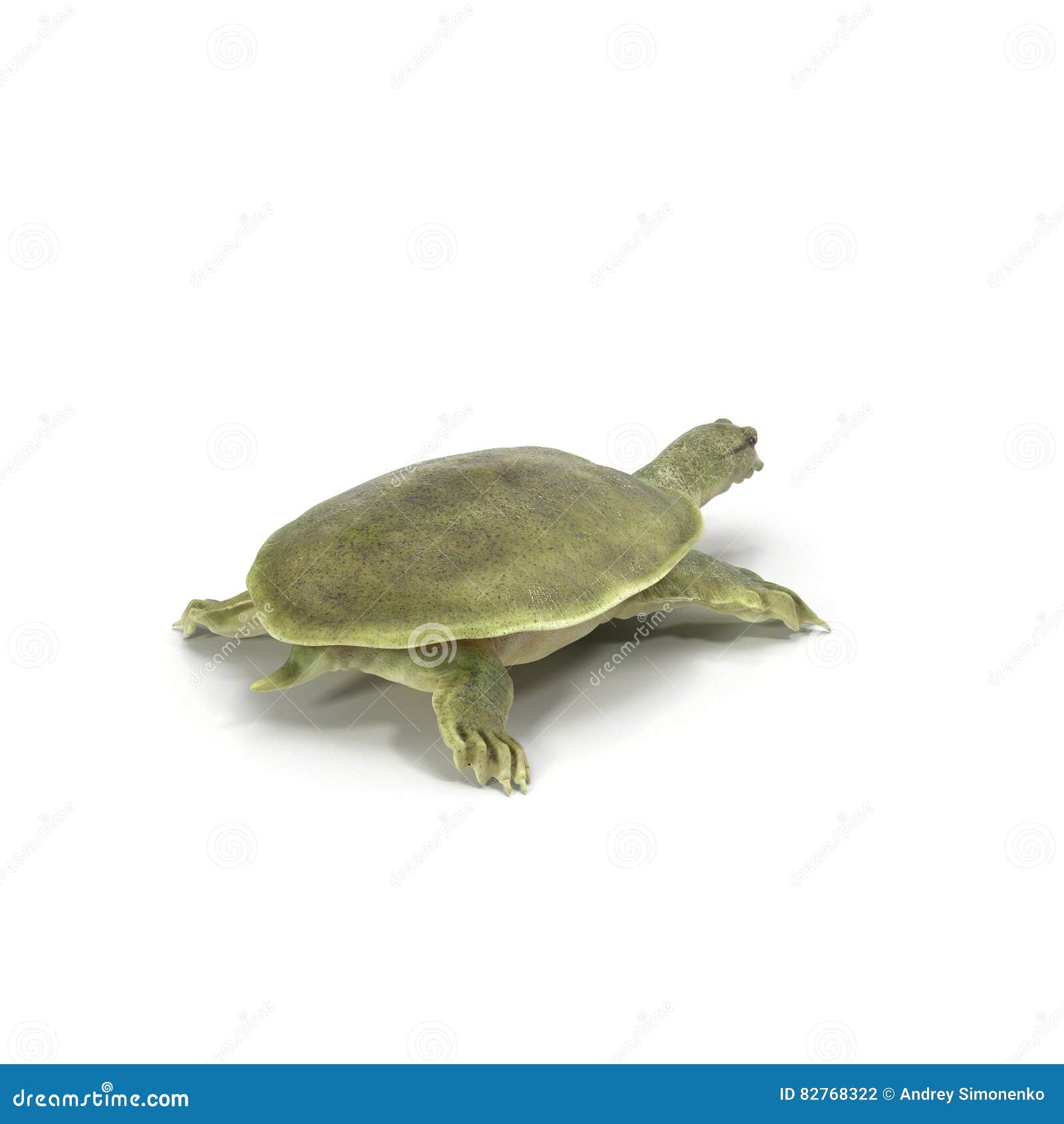 Chinese Softshell Turtle Pelodiscus Sinensis On White. 3D Illustration ...