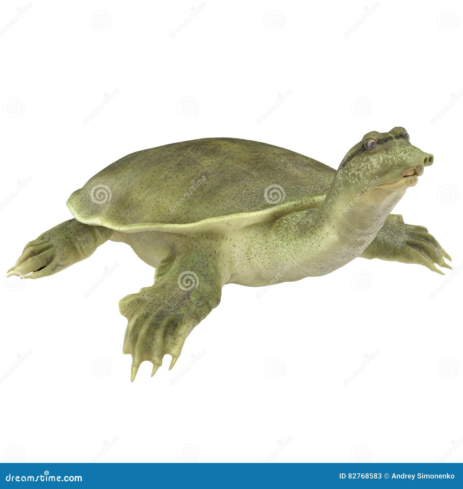 Chinese Softshell Turtle Pelodiscus Sinensis on White. 3D Illustration ...
