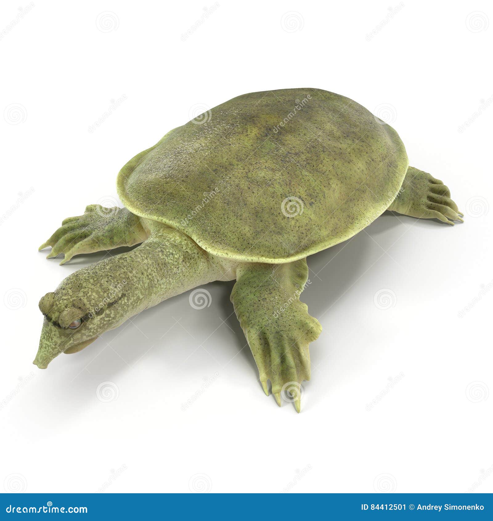 Chinese Softshell Turtle Pelodiscus Sinensis On White. 3D Illustration ...