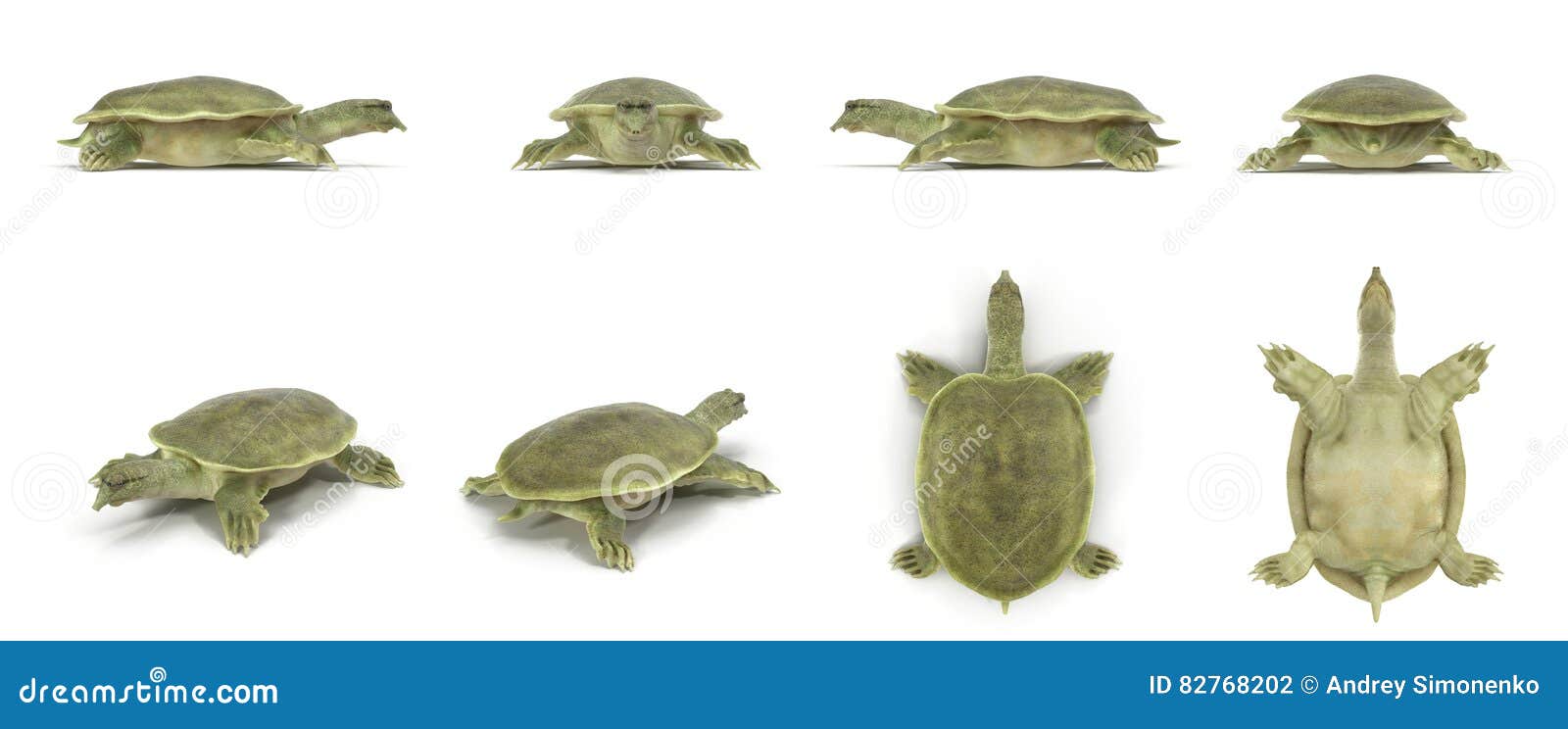 Chinese Softshell Turtle Pelodiscus Sinensis On White. 3D Illustration ...