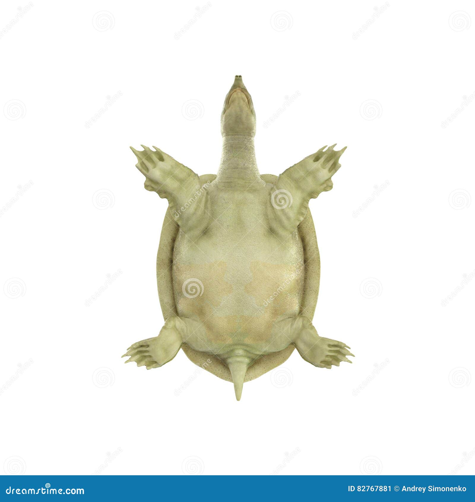 Chinese Softshell Turtle on White. Bottom View. 3D Illustration Stock ...