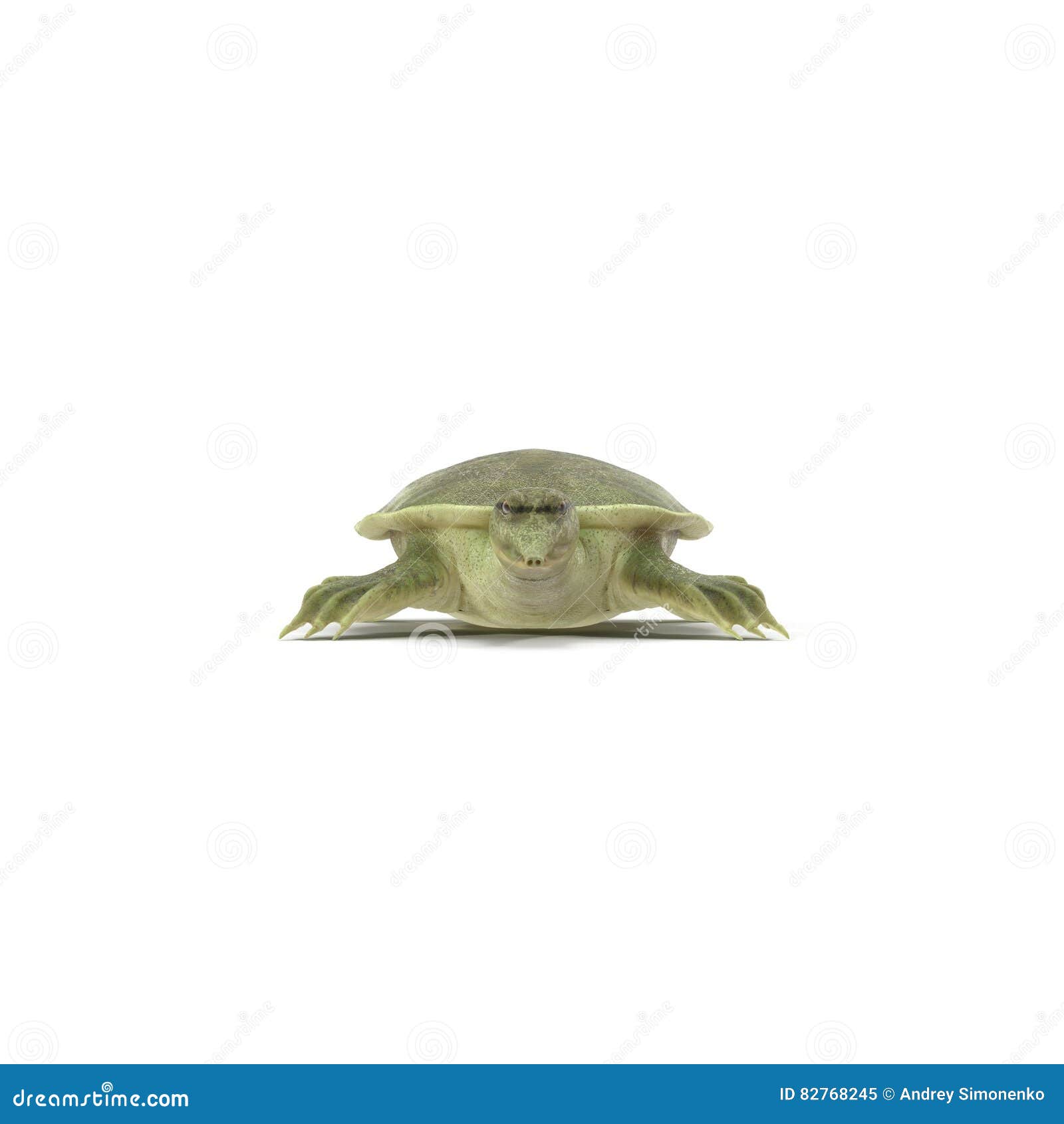 Chinese Softshell Turtle Pelodiscus Sinensis On White. 3D Illustration ...