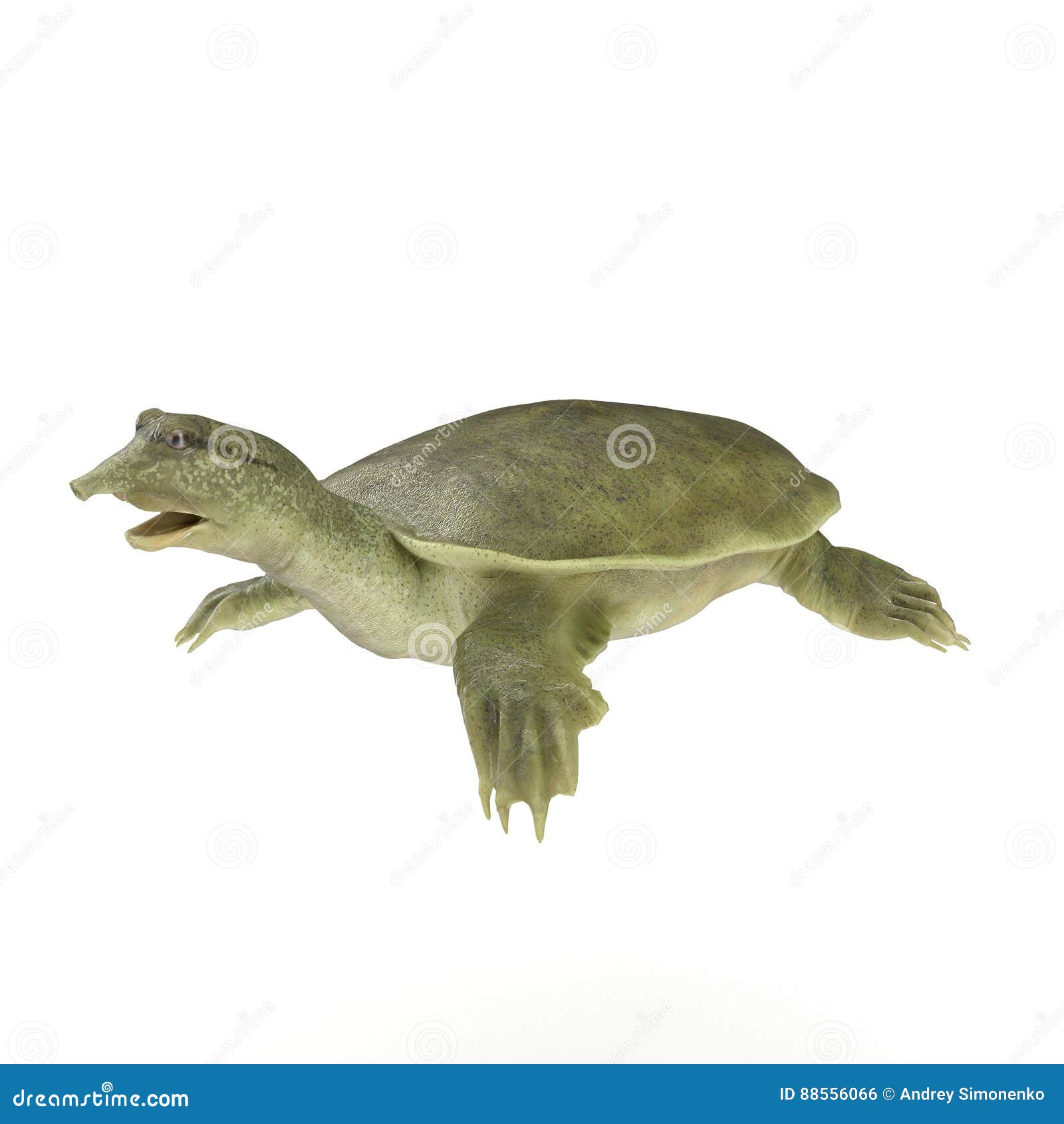 Chinese Softshell Turtle Pelodiscus Sinensis On White. 3D Illustration ...
