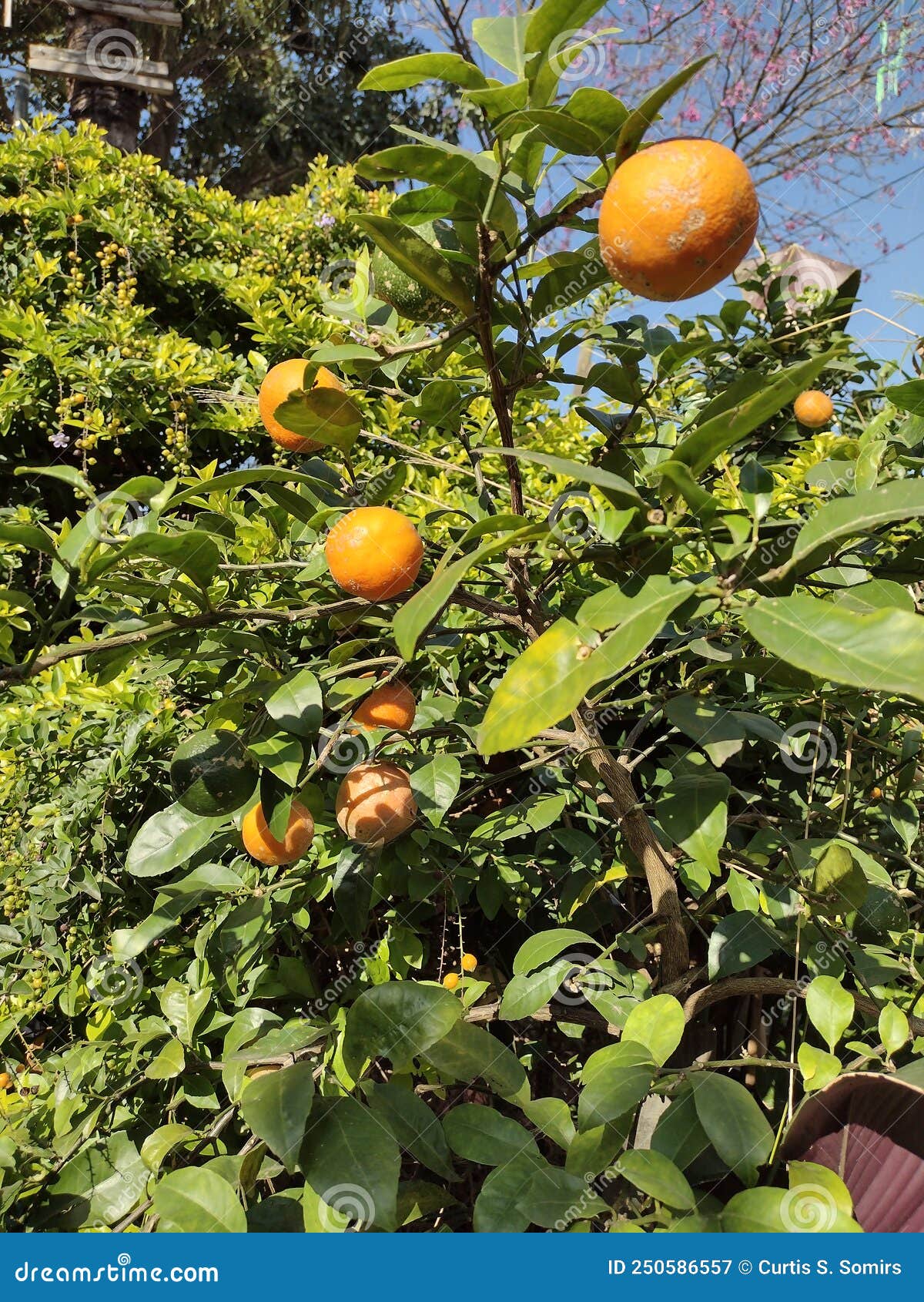 Chinese Sour Orange Tree stock image. Image of tree - 250586557