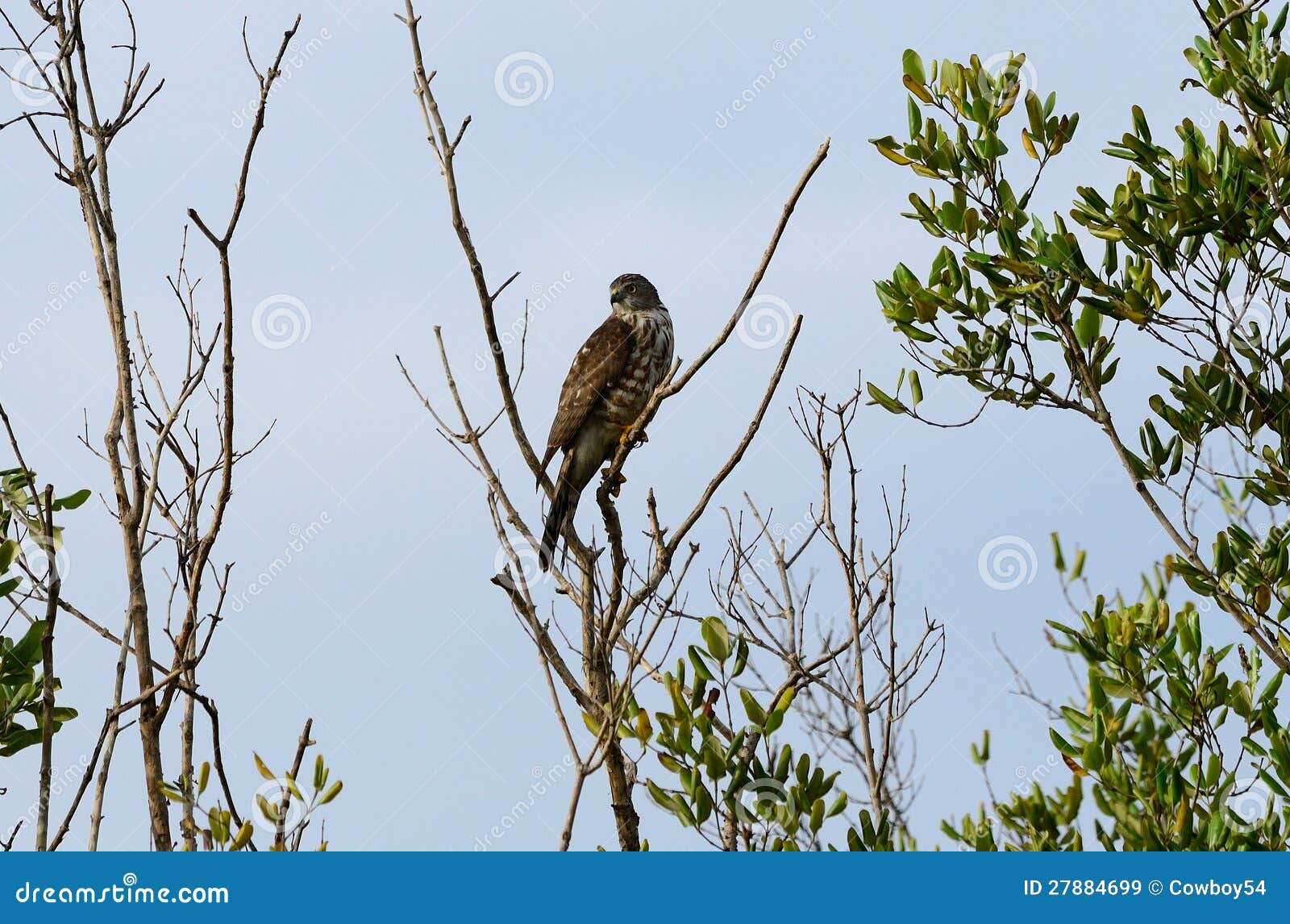 Chinese Sparrowhawk stock image. Image of beautiful, birding - 27884699