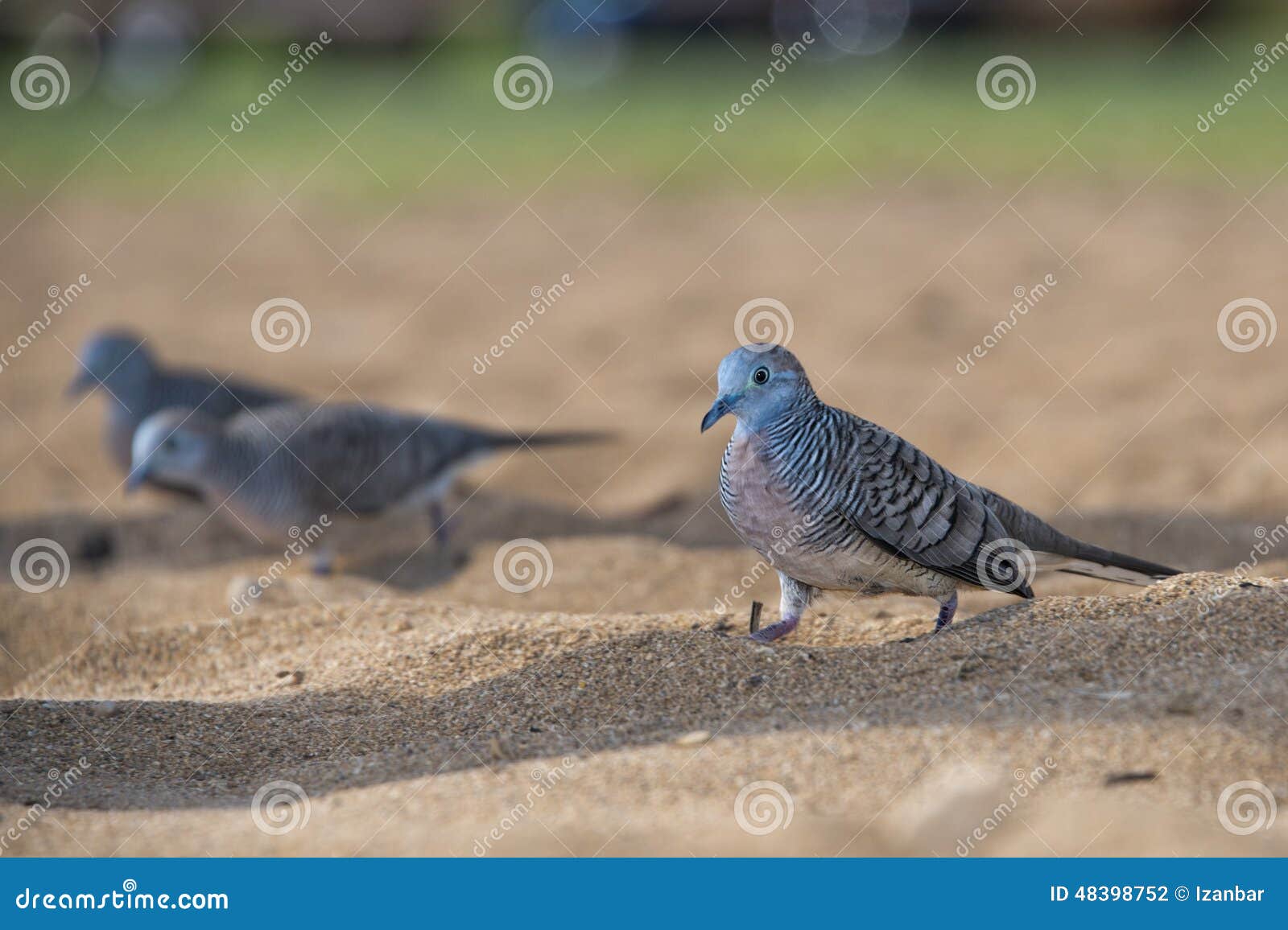 Chinese Spotted Dove Bird on Hawaiian Beach Stock Photo - Image of ...