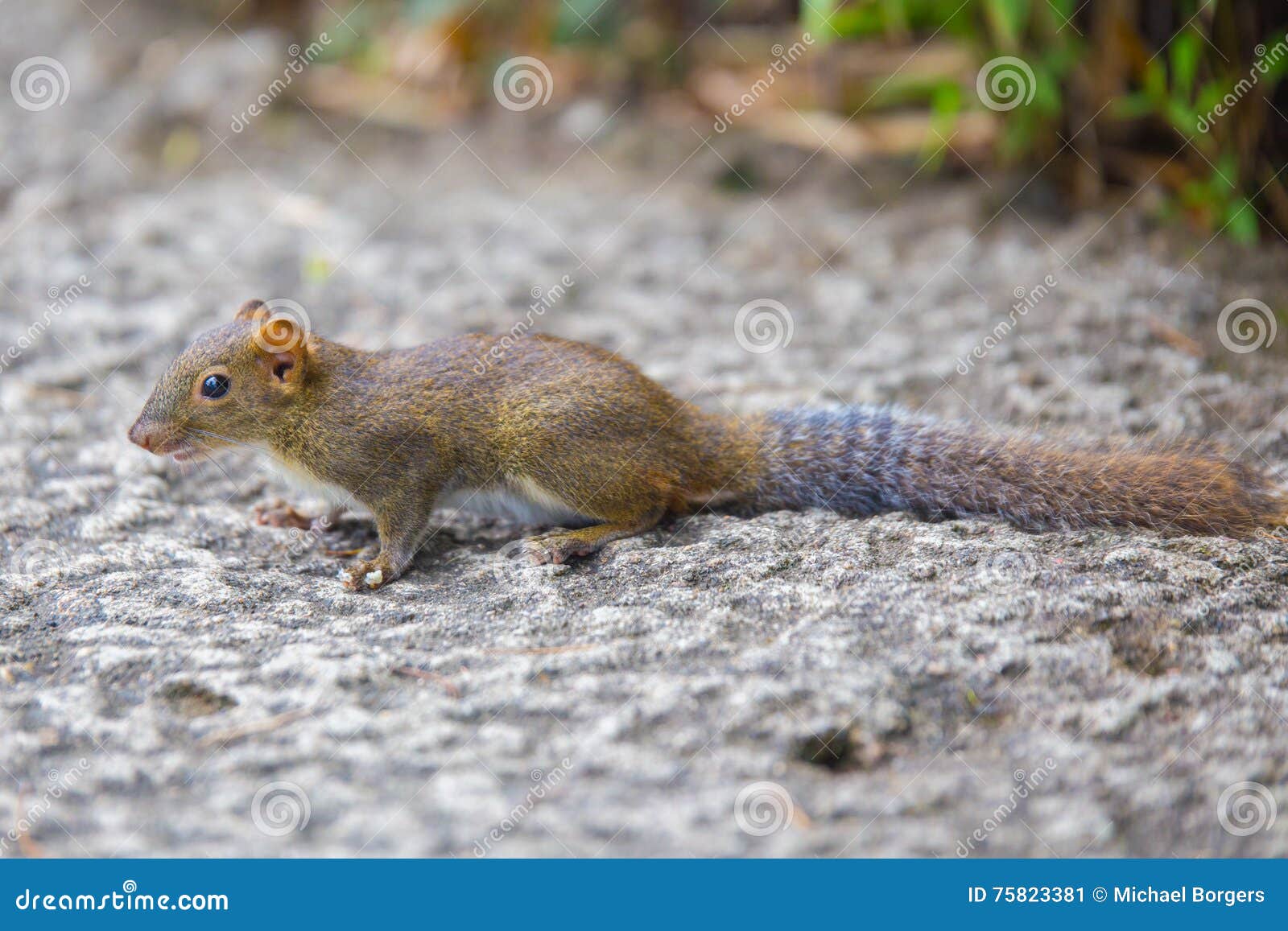 Chinese Squirrel with Long Tail Sitting on the Road Stock Image - Image ...