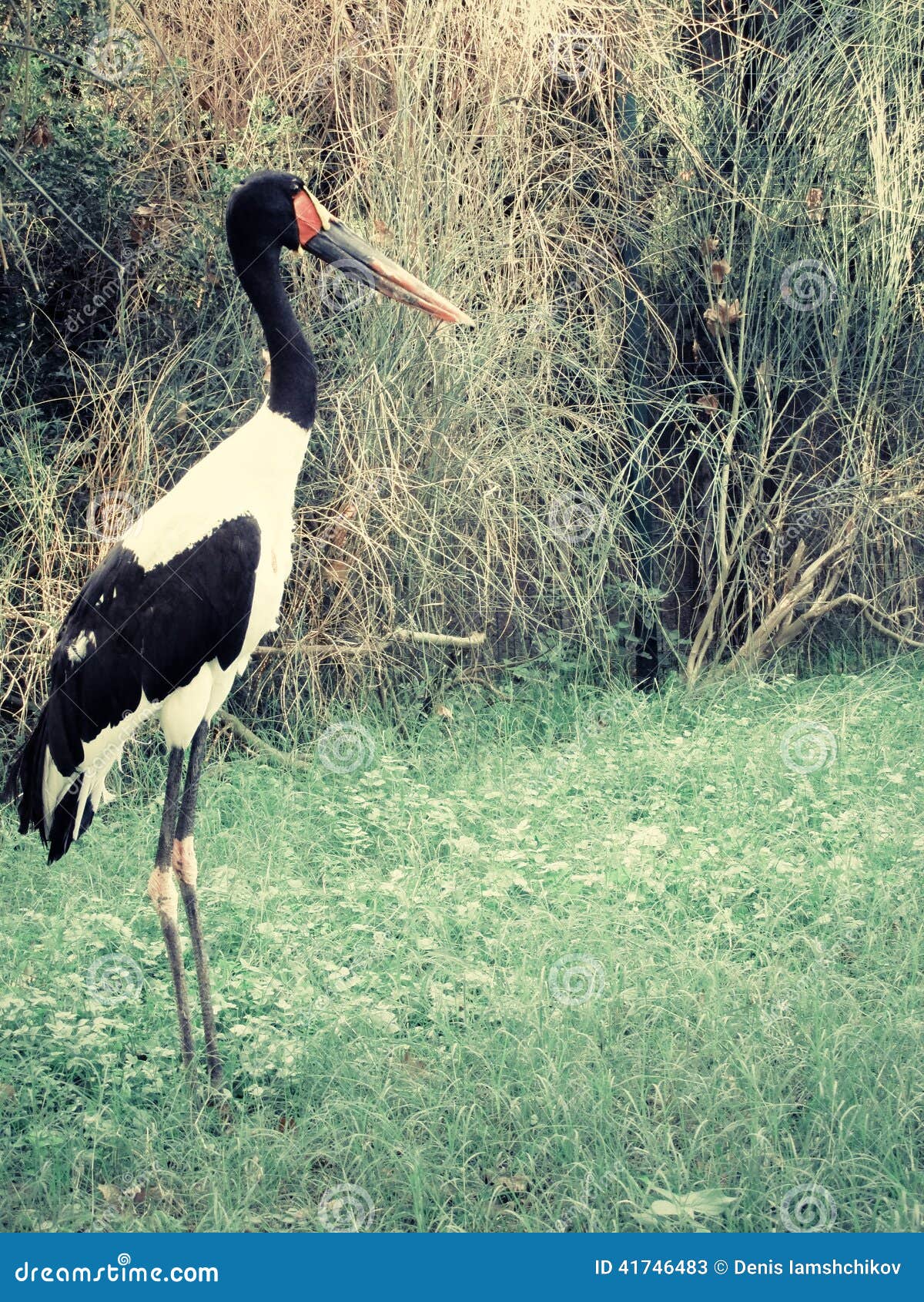Chinese stork stock image. Image of green, chinese, china - 41746483