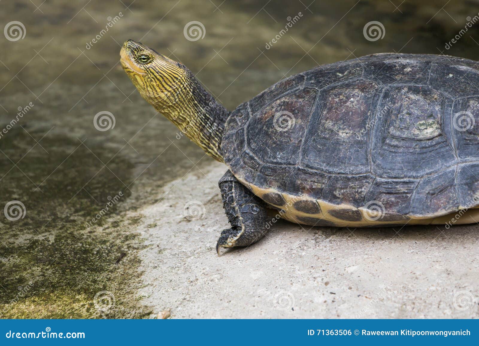 Chinese Streep-necked Schildpad Stock Foto - Image of exotisch, leuk ...