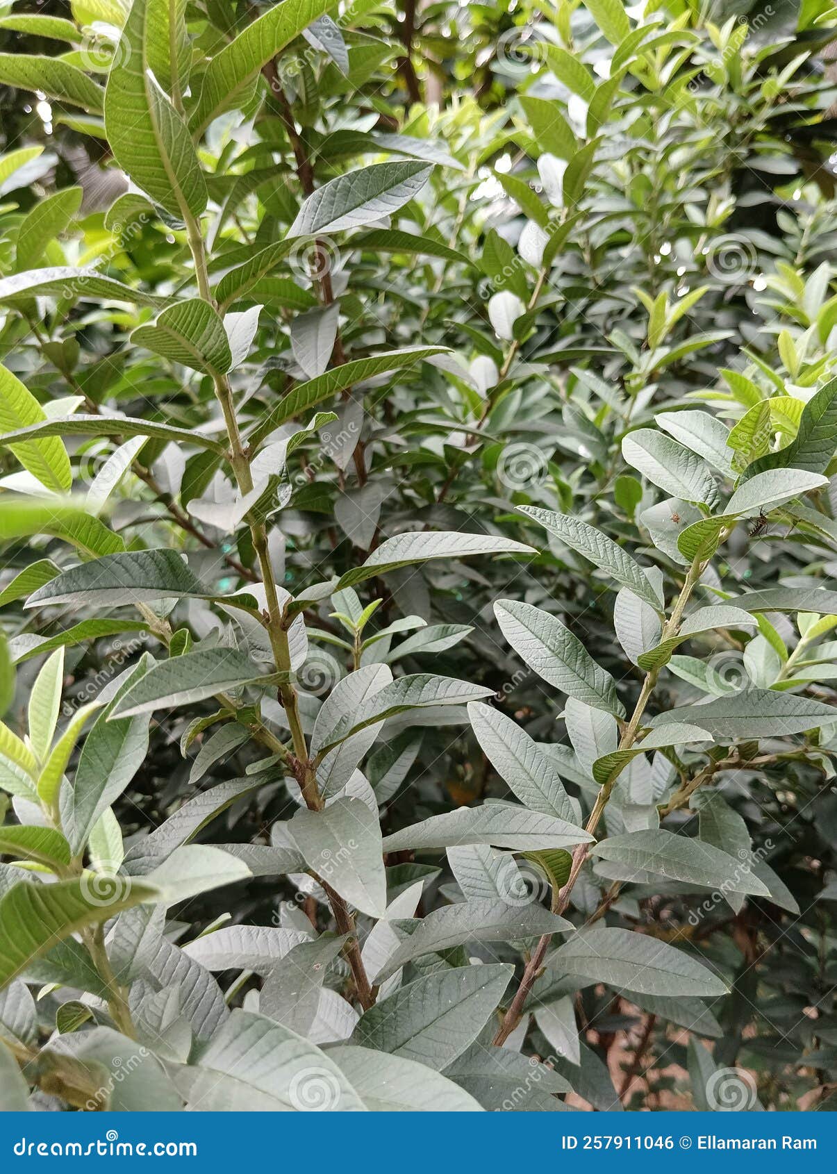 Chinese or Taiwan Dwarf Guava Fruit Tree Leaves Stock Photo - Image of ...